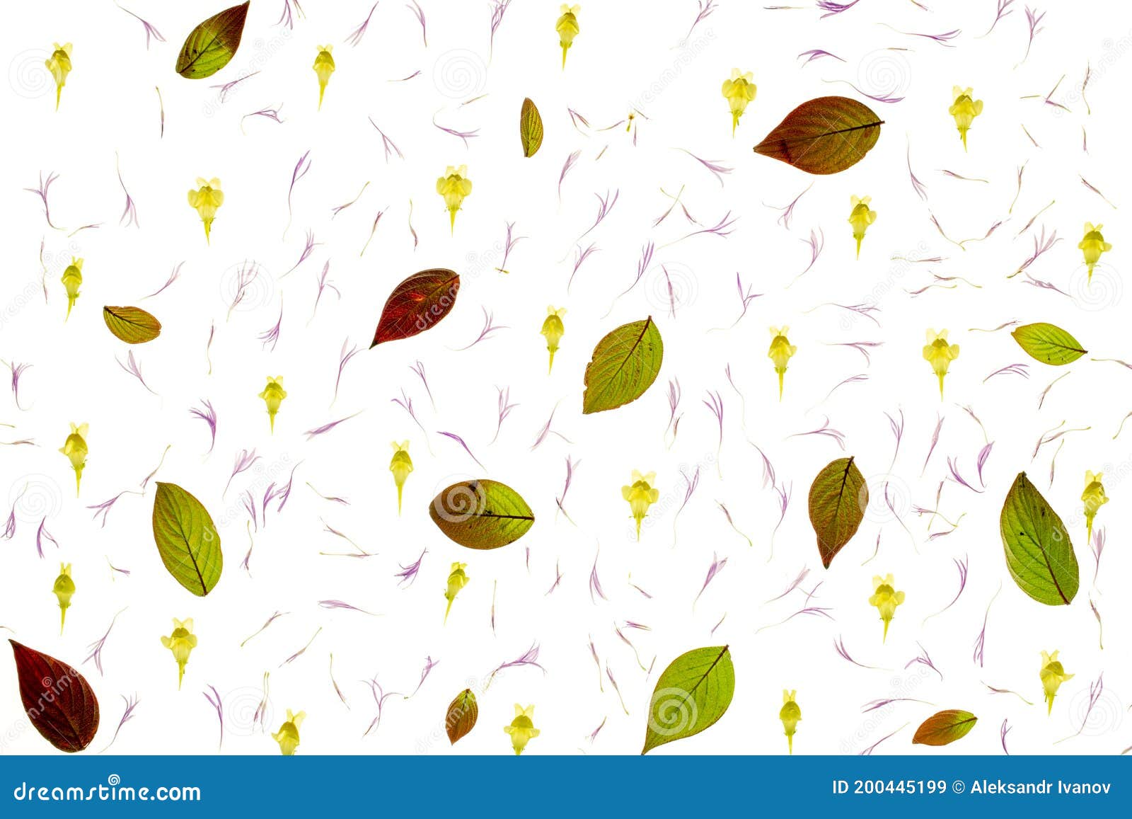 Macro Photo Texture Flowers Stamens and Petals Stock Image - Image of ...