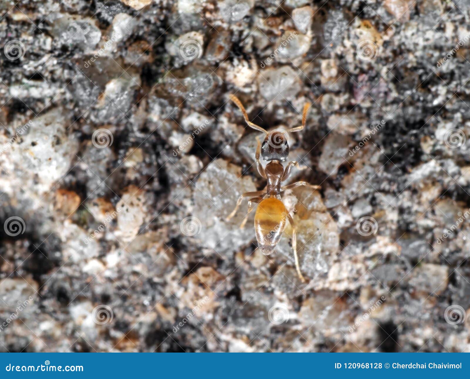 Macro Photo of Tiny Ants Climbing on the Rock Stock Photo - Image of ...