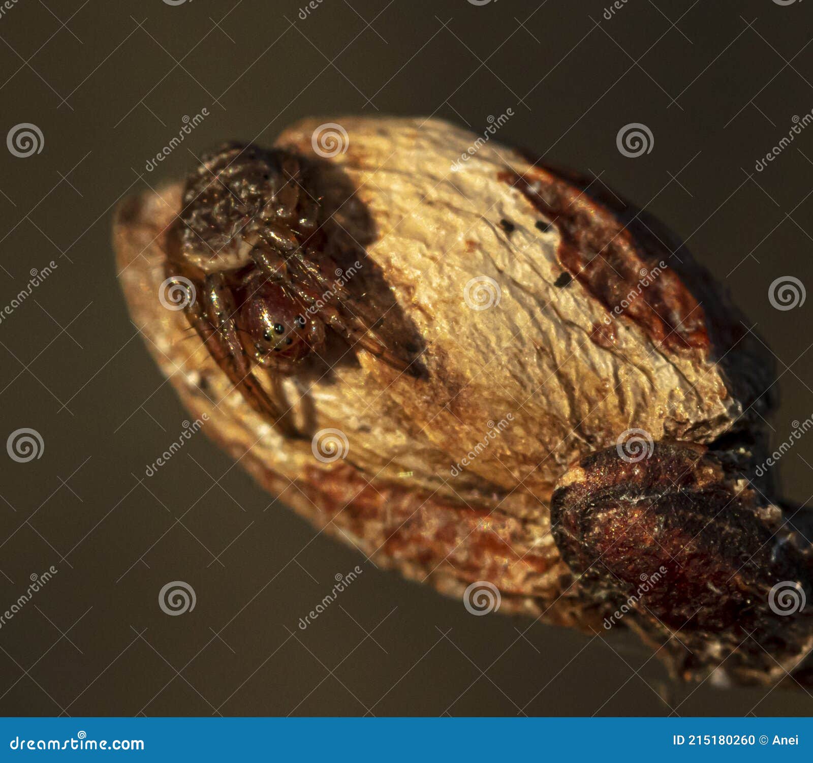 Macro Photo of a Tiny Spider on a Tree Bud Enjoying the Spring Sun ...