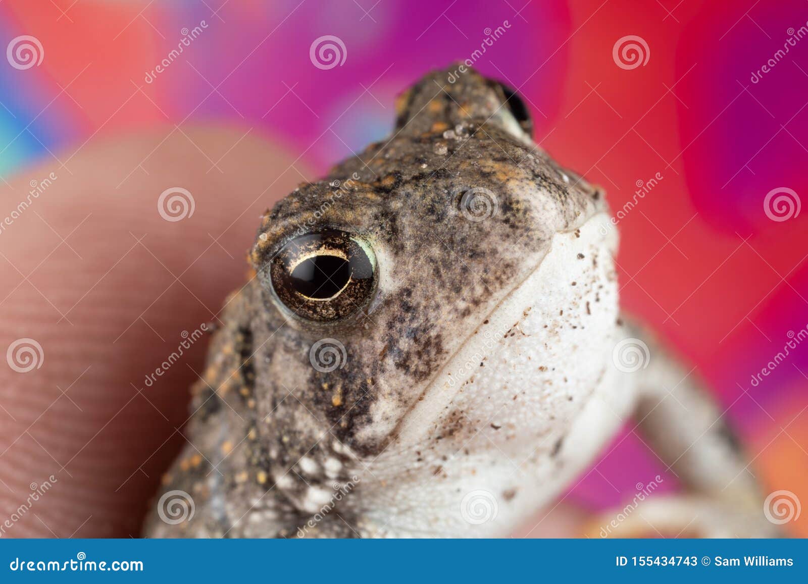 Close Up of a Sand Toad Being Held with Detailed Skin and Eyes Stock ...