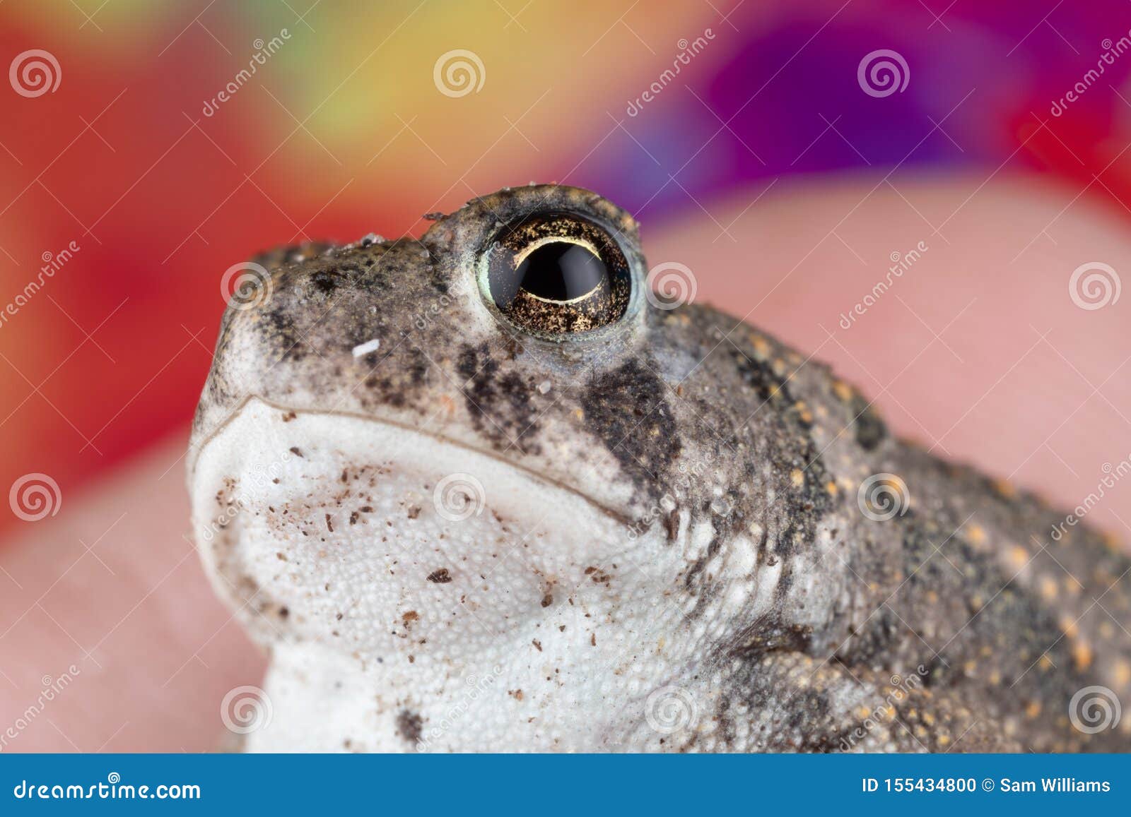 Close Up of a Sand Toad Being Held with Detailed Skin and Eyes Stock ...
