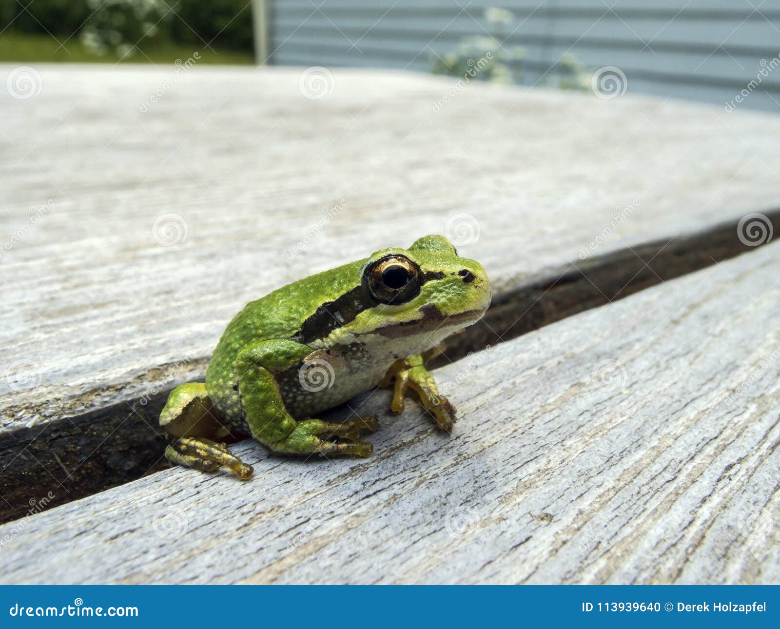 Pacific Tree Frog Pseudacris Regilla Stock Photo - Image of treefrog ...