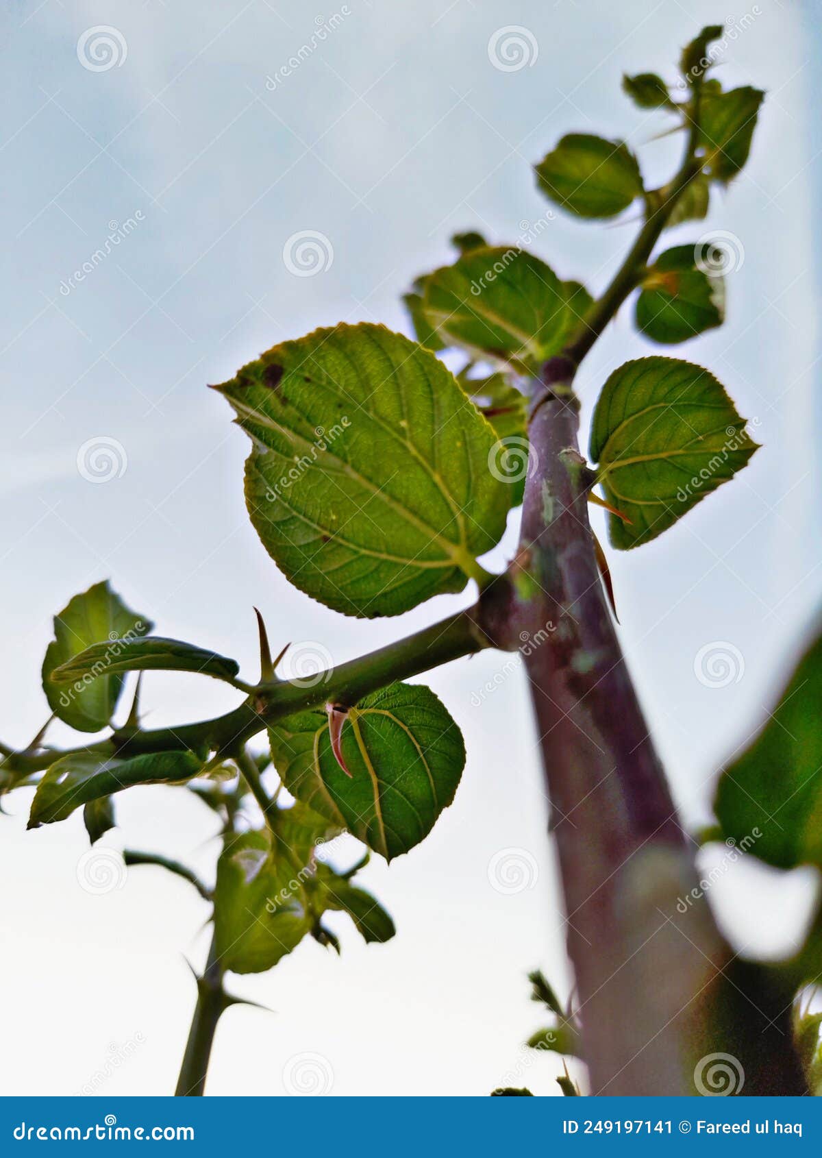 Photo Of Tree Spines On Acacia Branch Isolated On White Background ...