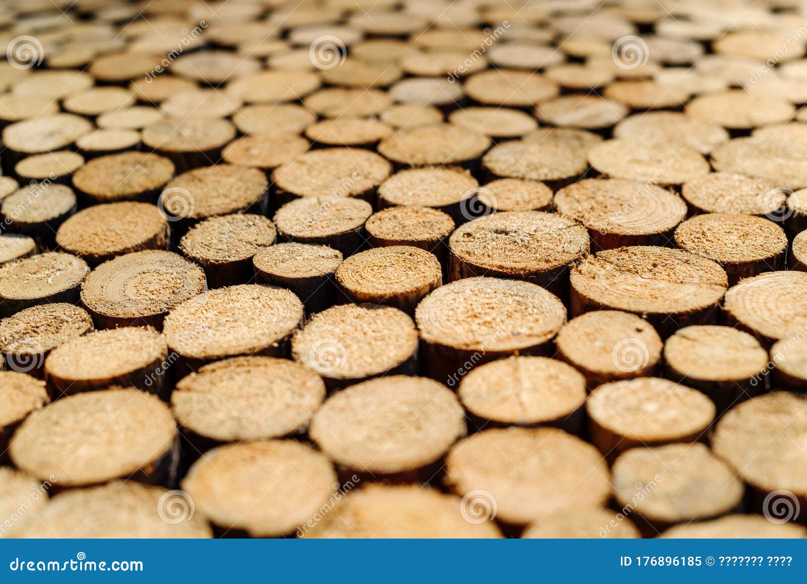 Macro Photo of Tree Slices. Wood Texture Stock Image - Image of ...