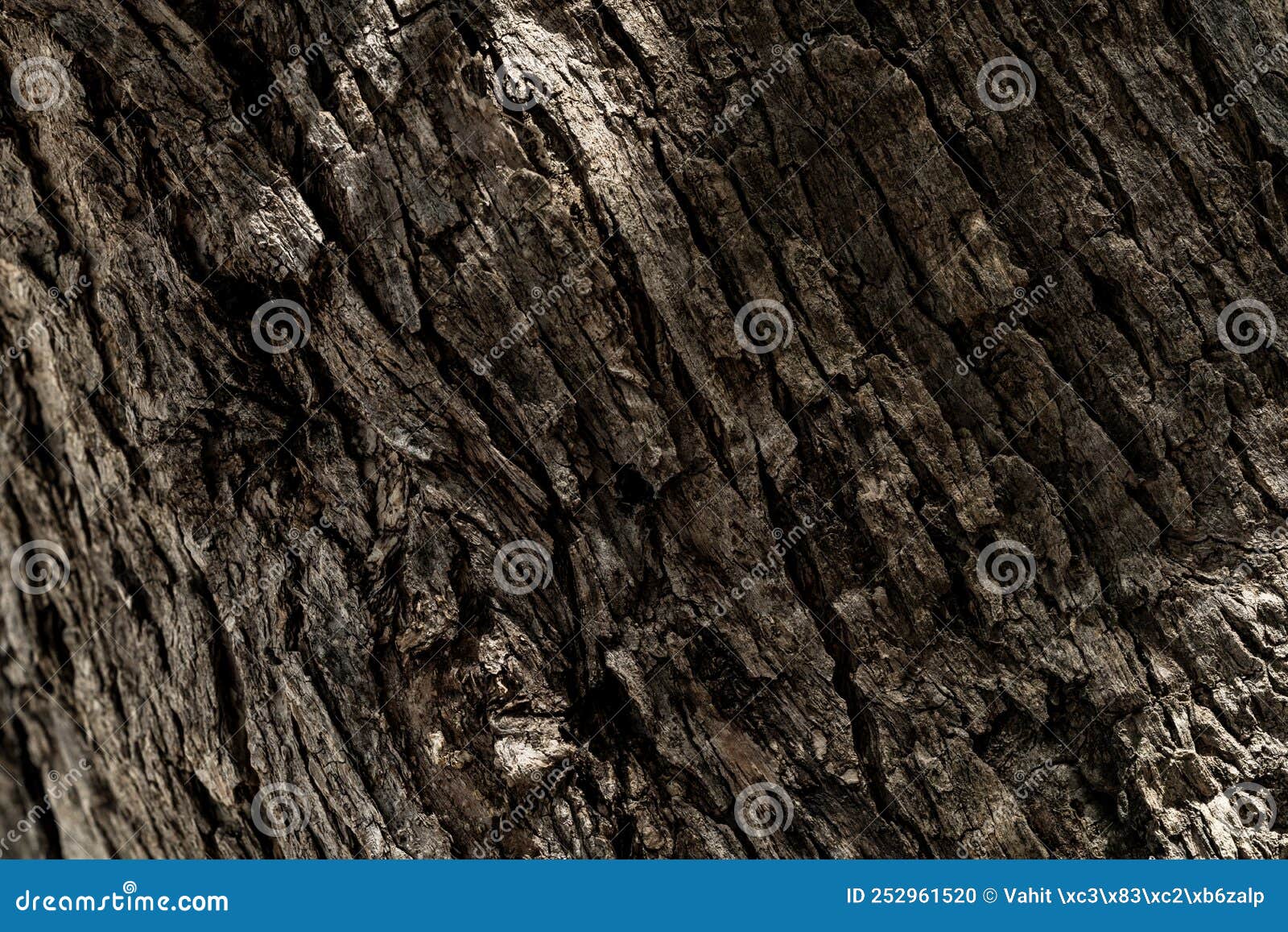 Macro Photo of a Tree Texture Stock Photo - Image of tree, textured ...