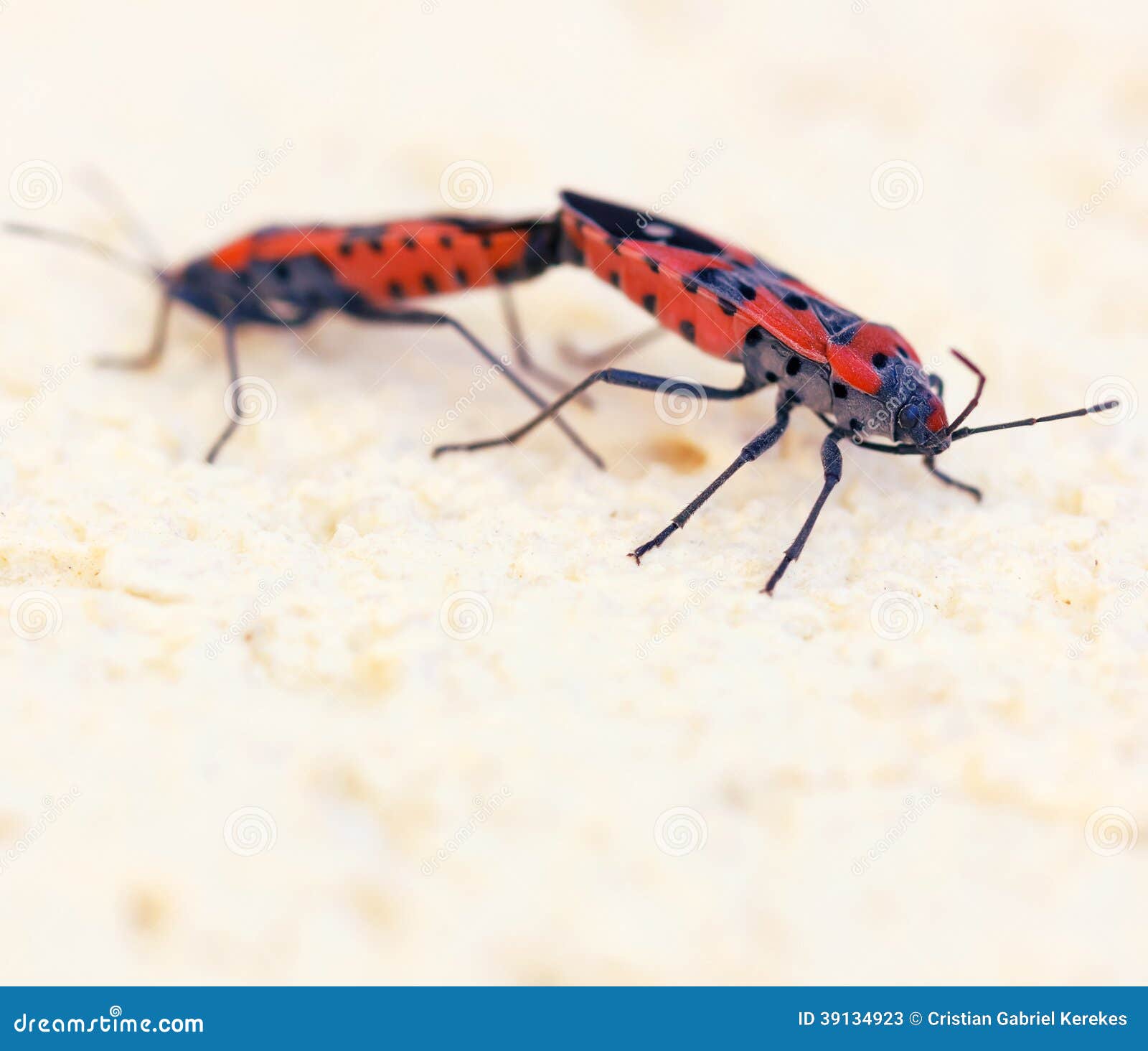 Macro Photo of Two Fire Bugs while Mating Stock Image - Image of ...