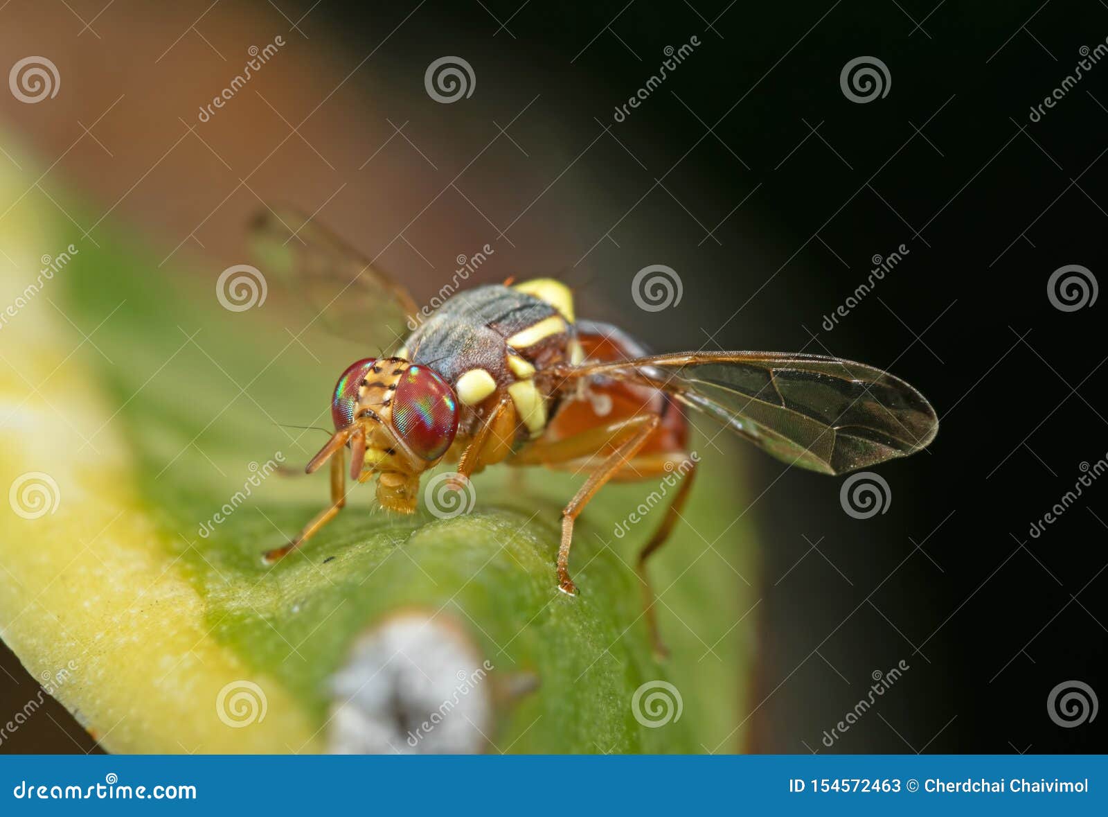 Macro Photo of Wasp Mimic Fly on Leaf Stock Image - Image of insect ...