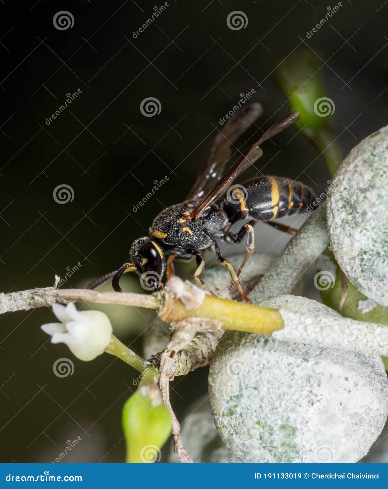 Wasp On The Tree. Wasp Staying On A Tree. Yellow Wasp In A Flower Stock ...