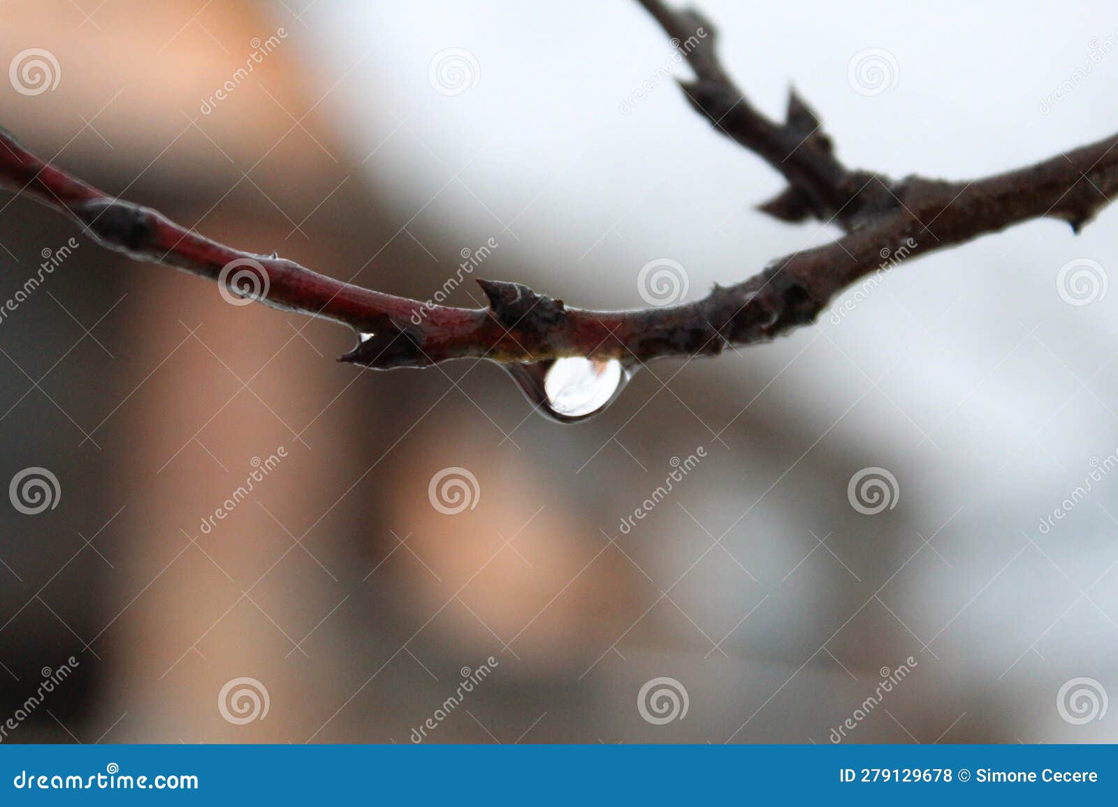Water drop from a tree stock photo. Image of wood, twig - 279129678