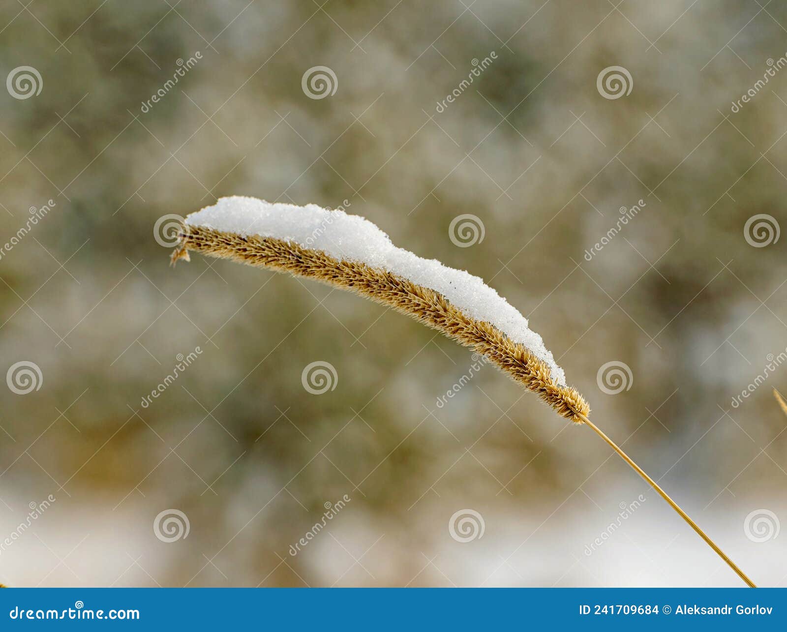 Macro Photo of a Plant Covered with Fluffy Snow Stock Photo - Image of ...
