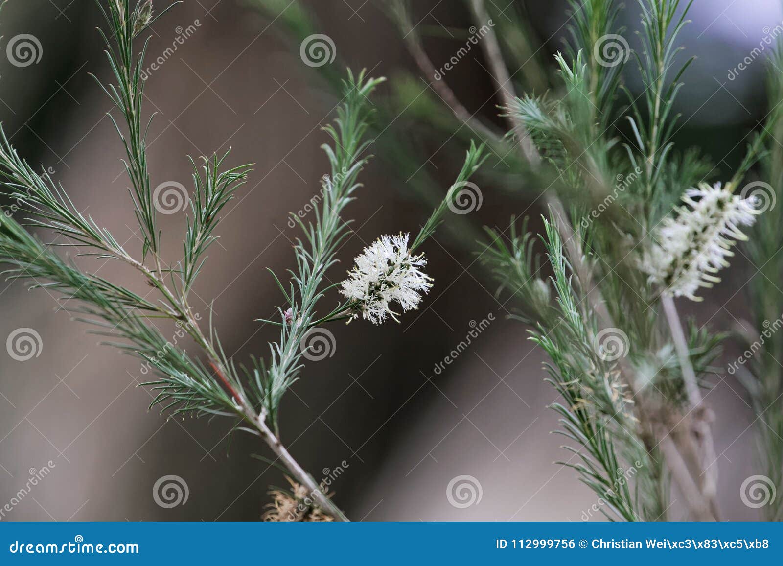 White Hakea flowers stock photo. Image of growing, little - 112999756