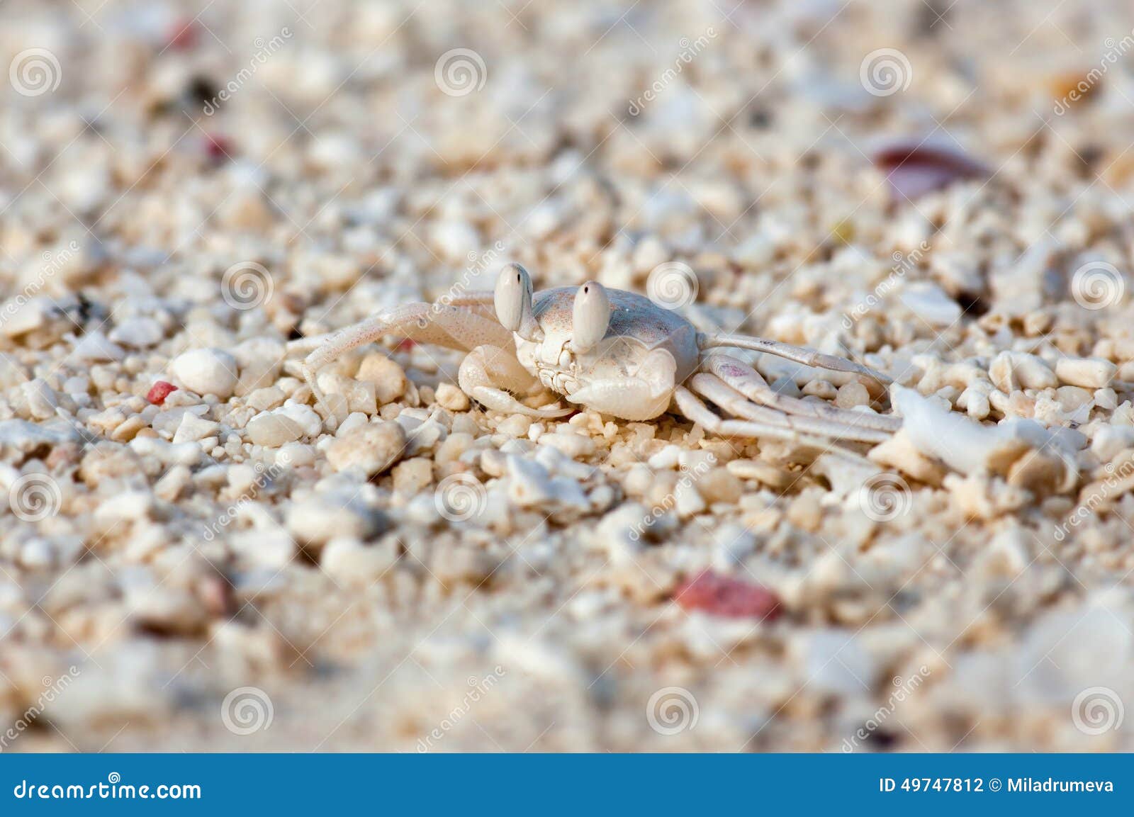 Macro Photo of a White Tropical Crab on the Beach Stock Photo - Image ...