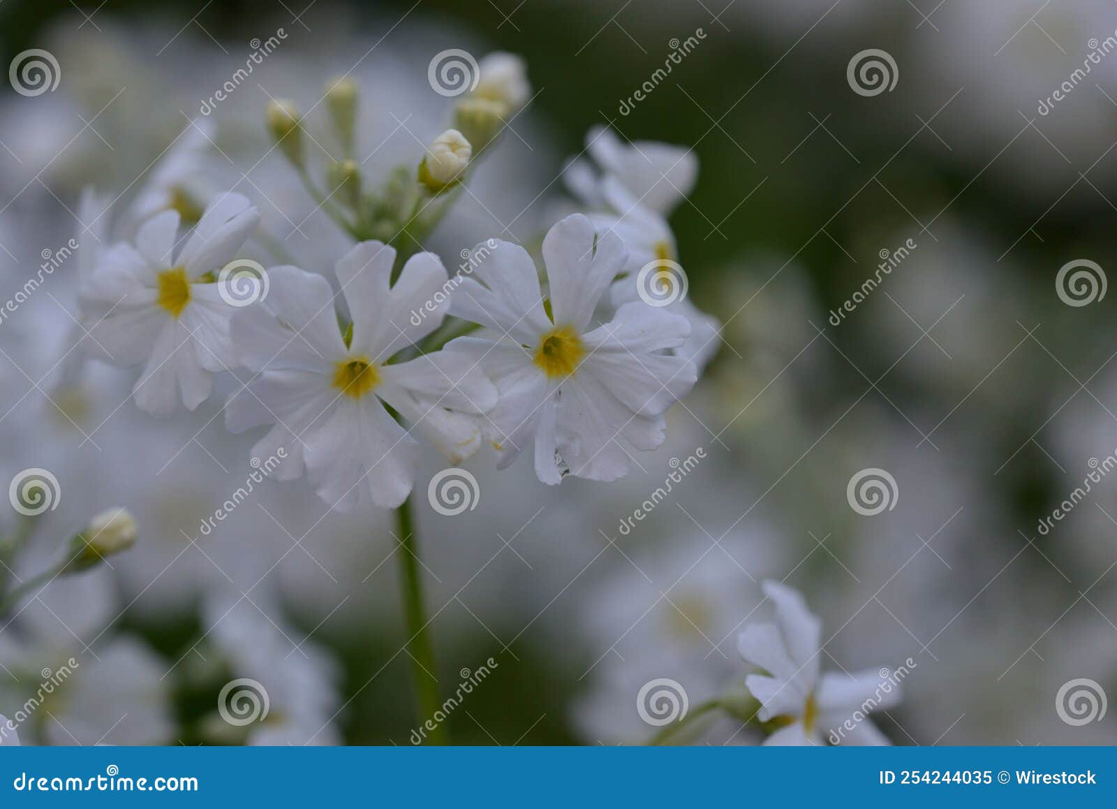Macro Photo of a White and Yellow Primrose Stock Image - Image of ...
