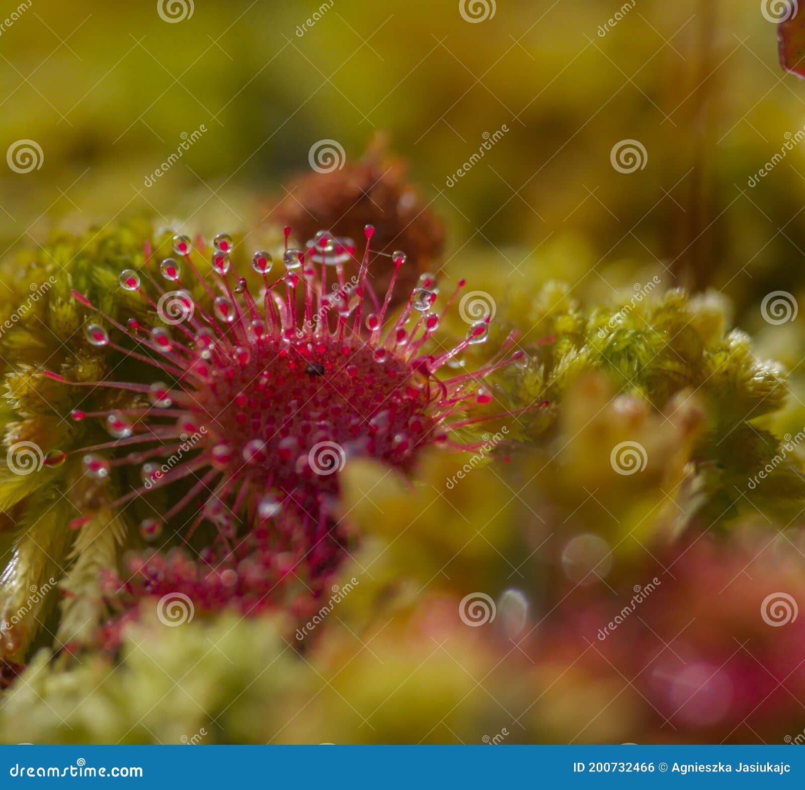Macro Photo of Wild Sundew in Poland Stock Photo - Image of leaf ...