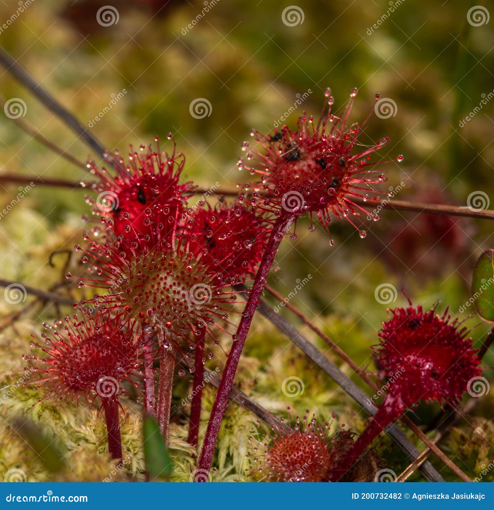 Macro Photo of Wild Sundew in Poland Stock Photo - Image of nature ...