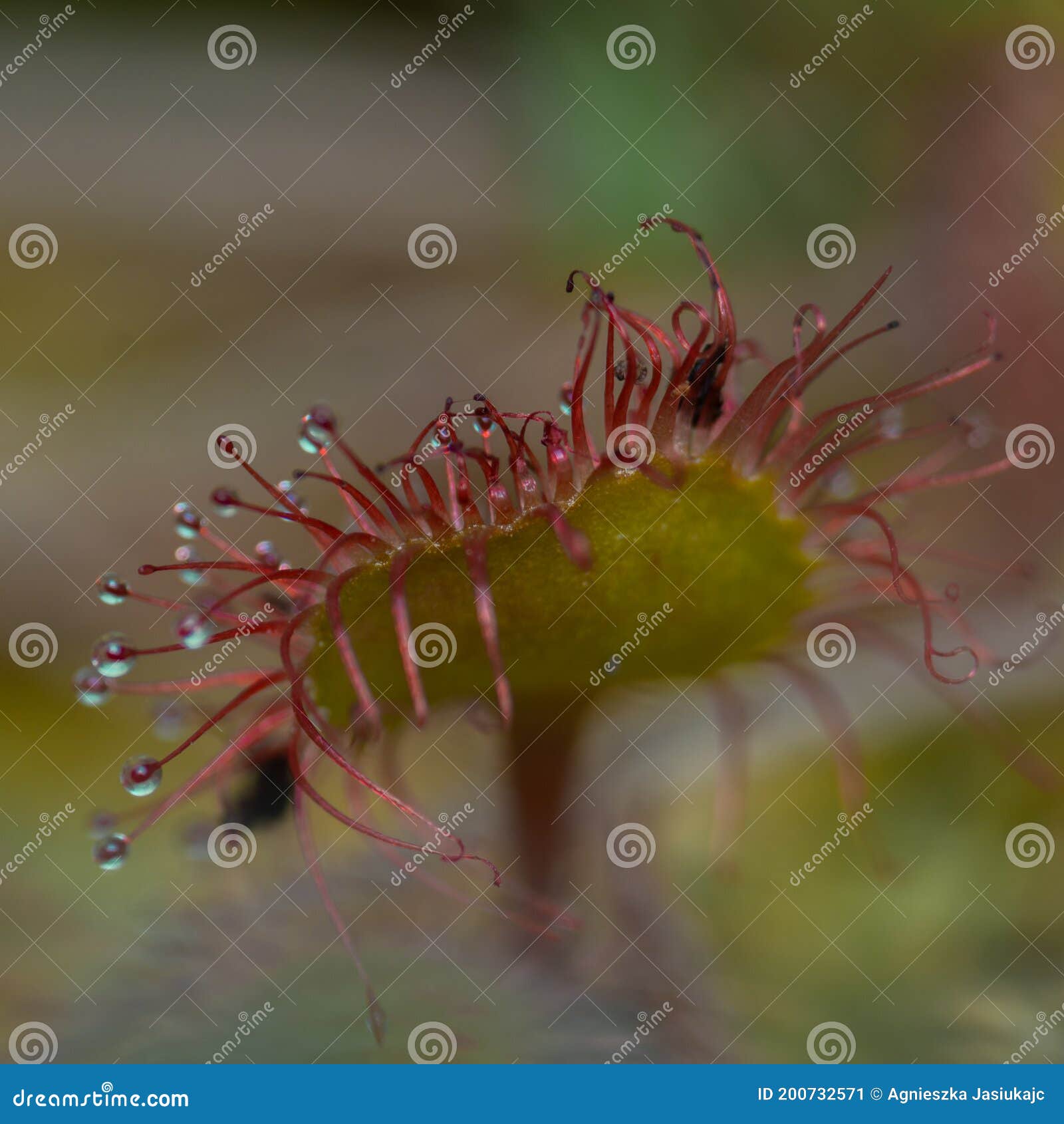 Macro Photo of Wild Sundew in Poland Stock Image - Image of ...
