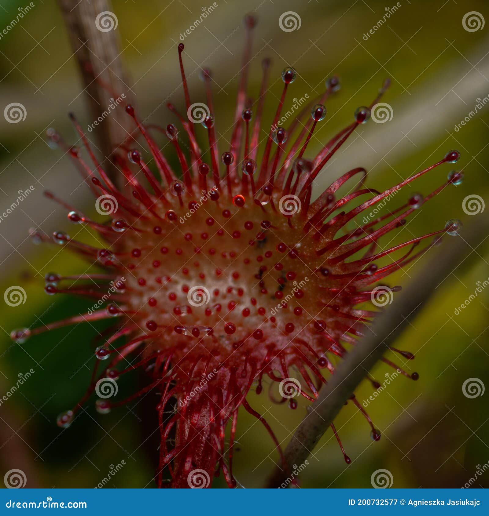 Macro Photo of Wild Sundew in Poland Stock Image - Image of lake, plant ...