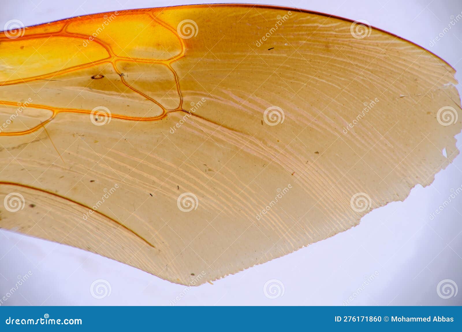 Macro Photo of the Wing of the Wasp Insect Stock Photo - Image of ...