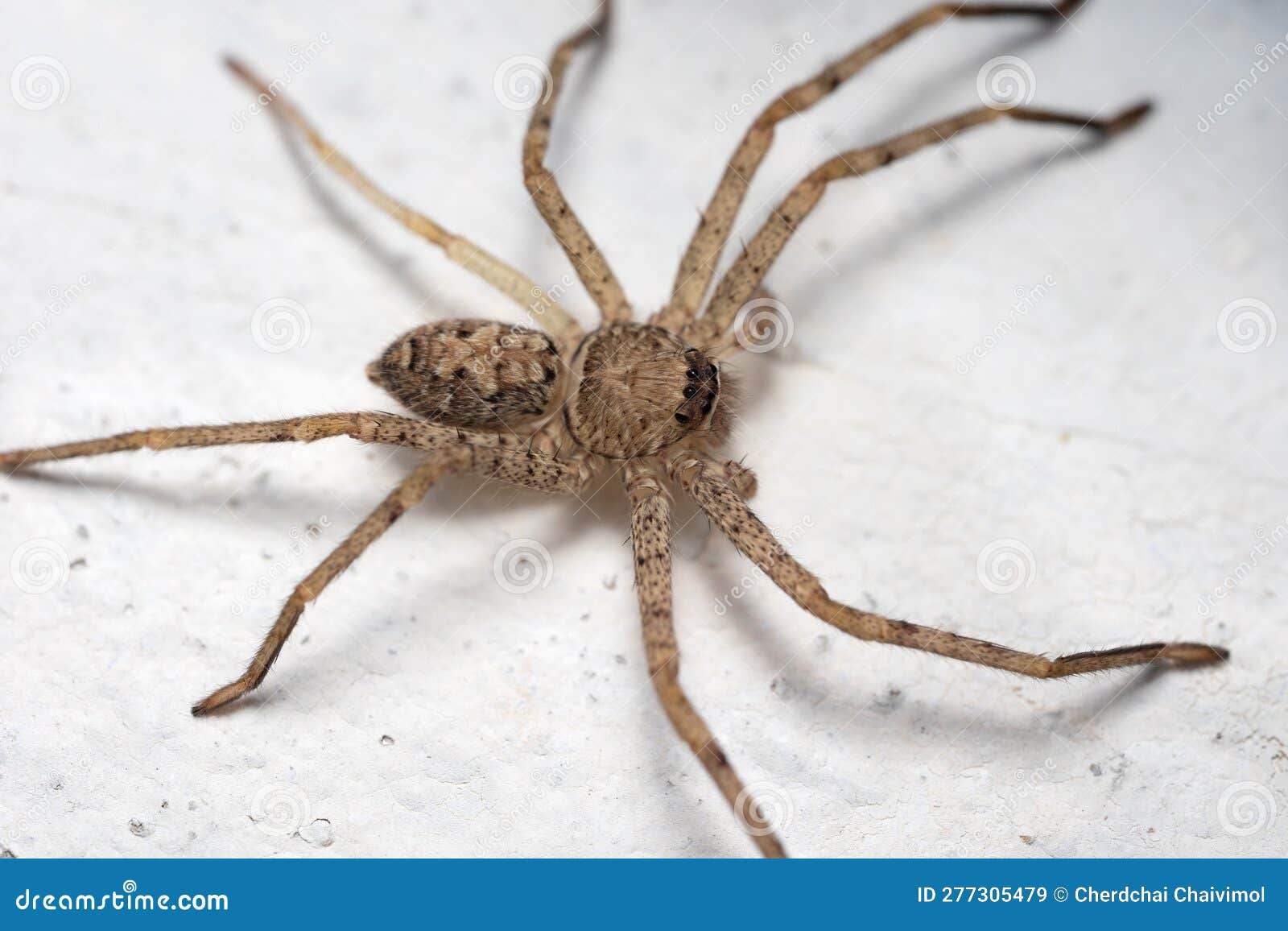 Macro Photo of a Wolf Spider on a White Wall Stock Image - Image of ...