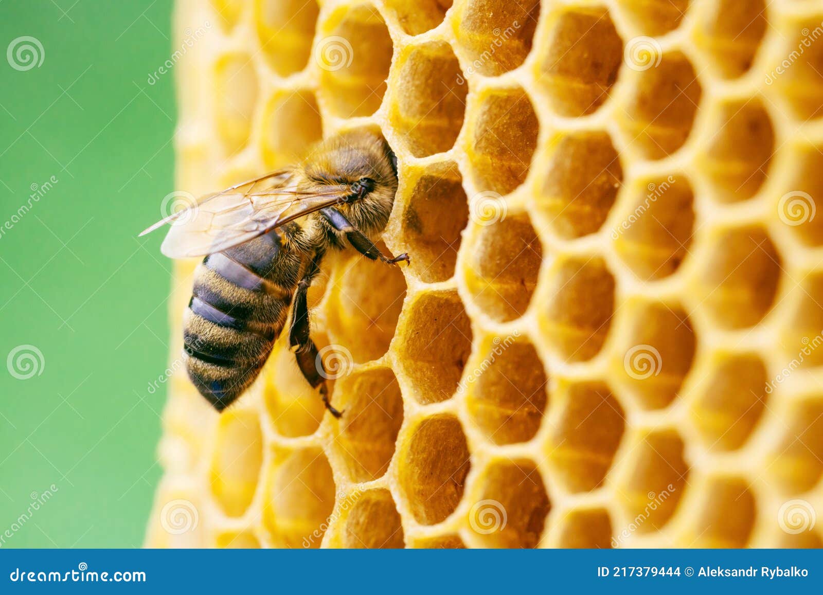 Dry Honey Bee Comb Royalty-Free Stock Photography | CartoonDealer.com ...