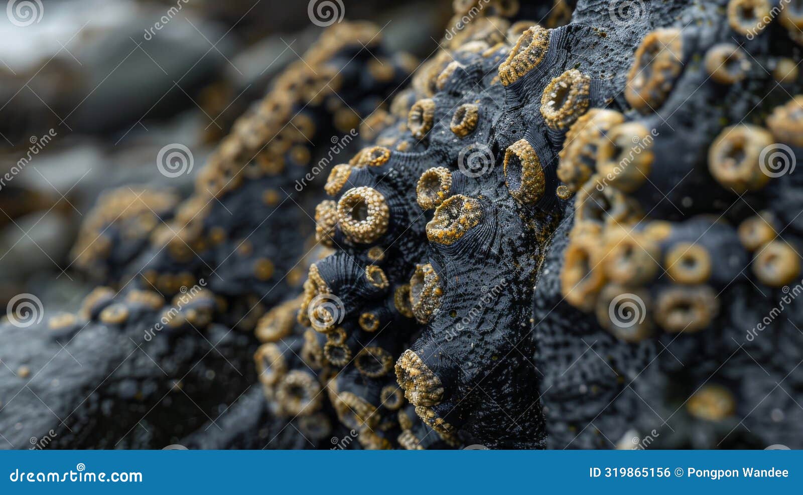A Macro Photograph of Barnacles on a Rock with Rough and Bumpy Texture ...