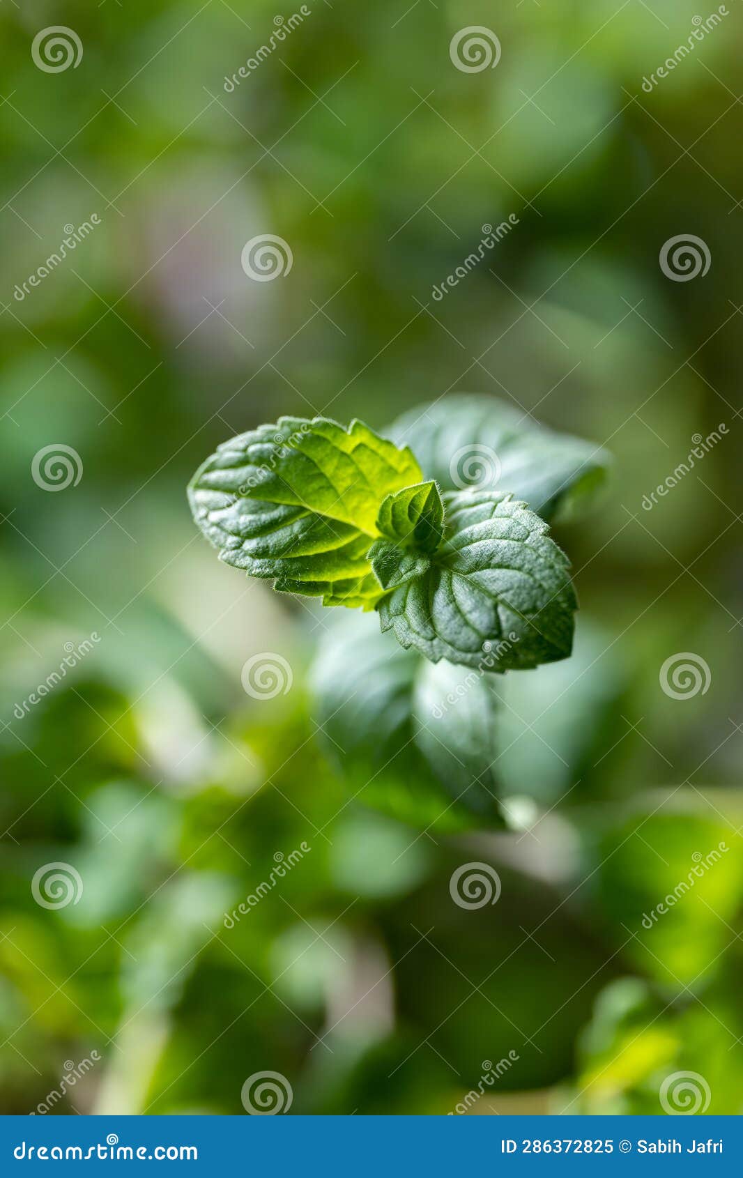Macro Photograph of a Budding Mint Plant Stock Image - Image of ...
