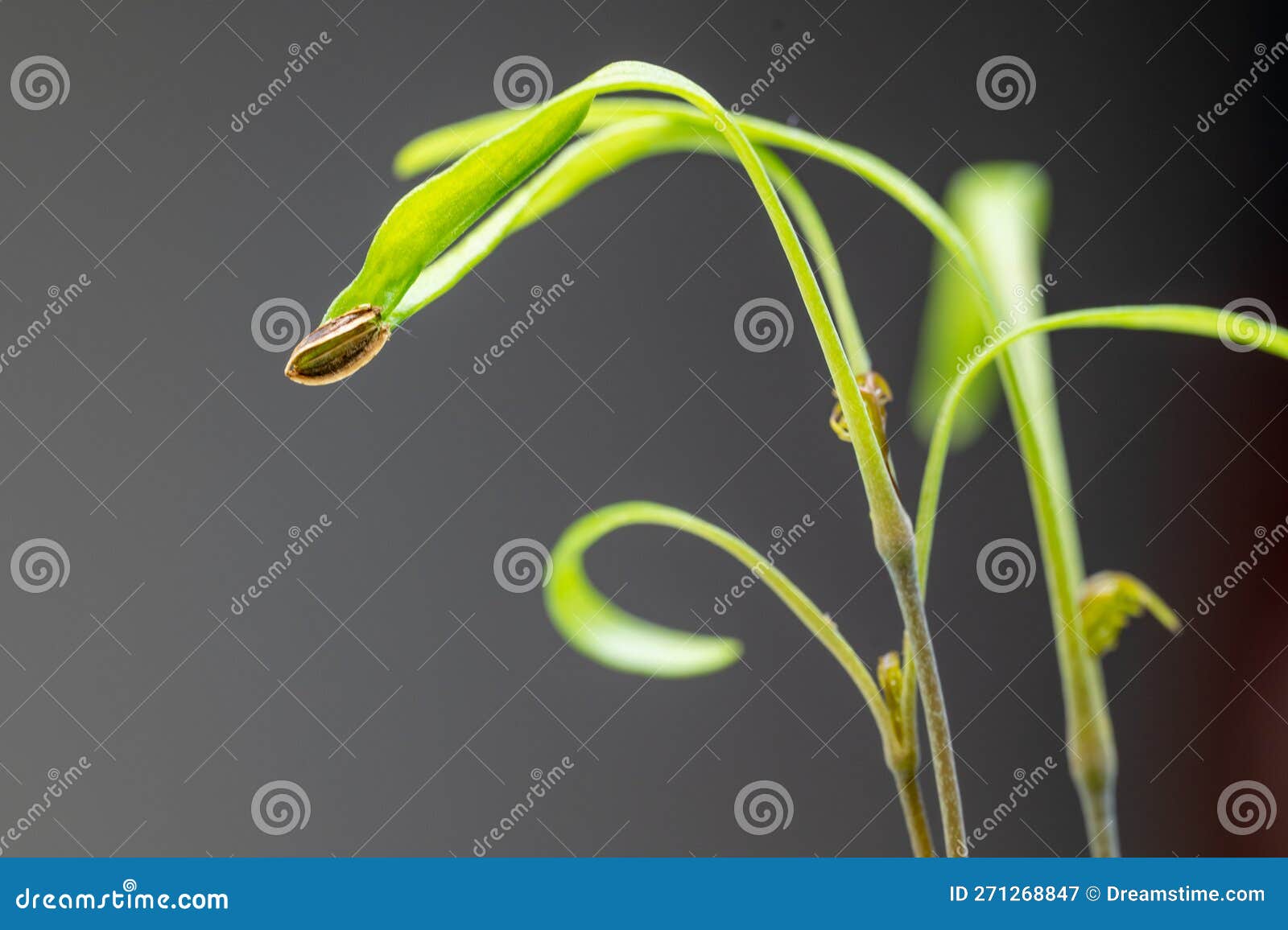 Macro Photograph of Budding Plant Stock Image - Image of copy, crop: 271268847