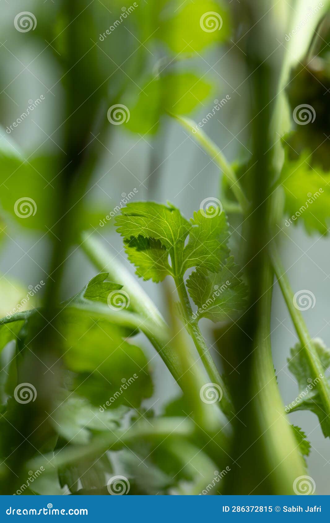 Macro Photograph of a Cilantro Leaf Stock Image - Image of bright ...