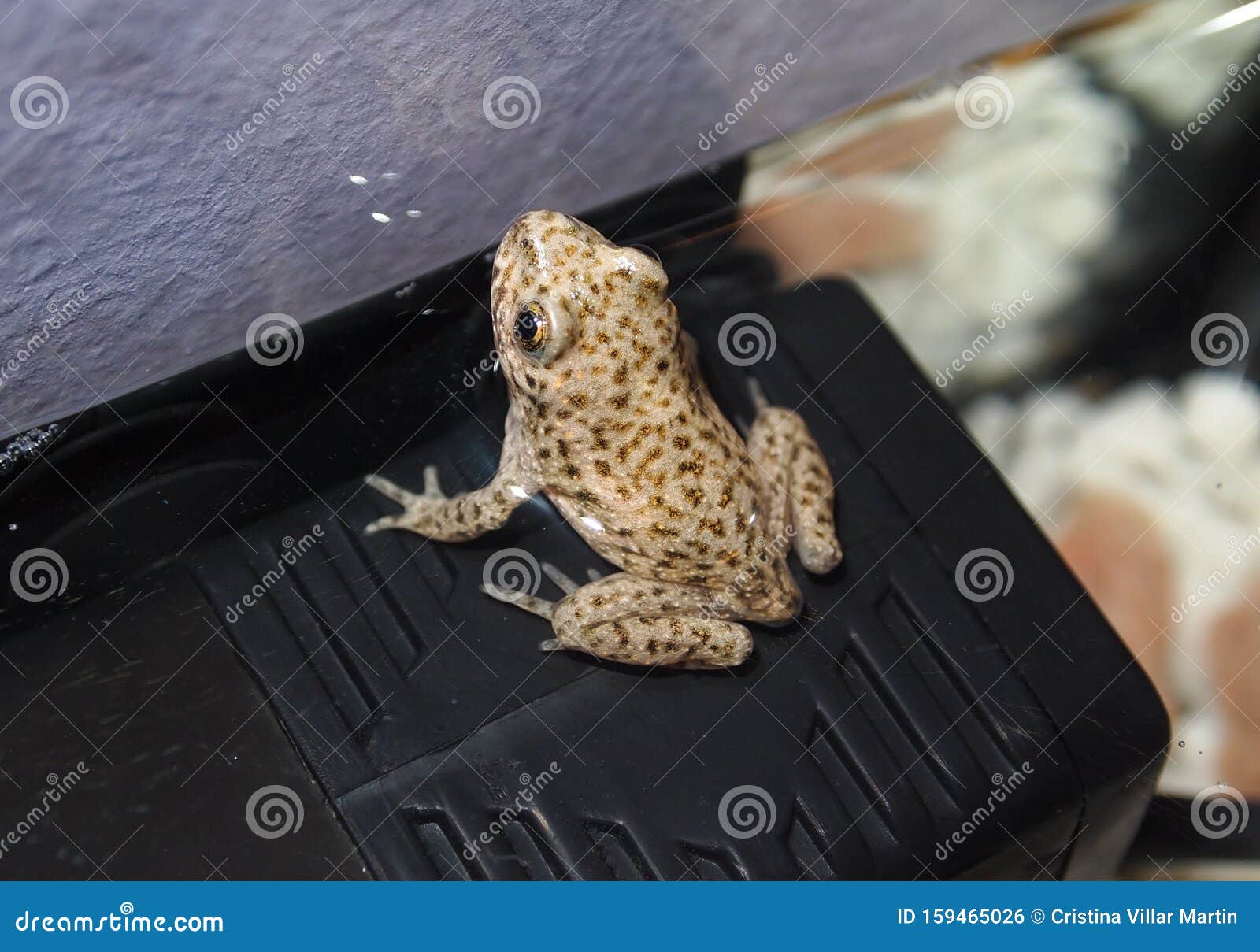 Macro Photograph of a Little Frog Stock Photo - Image of spots ...