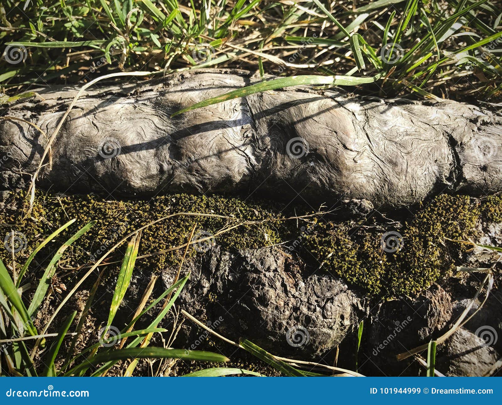 Macro Photograph of the Root of the Tree of the Earth, Grass and Moss ...
