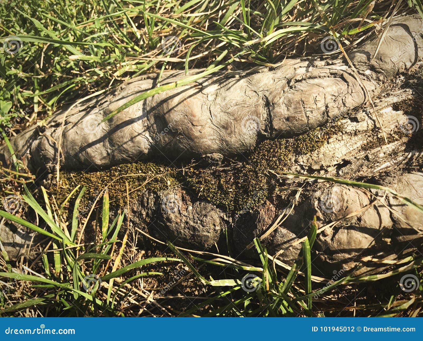 Macro Photograph of the Root of the Tree of the Earth, Grass and Moss ...