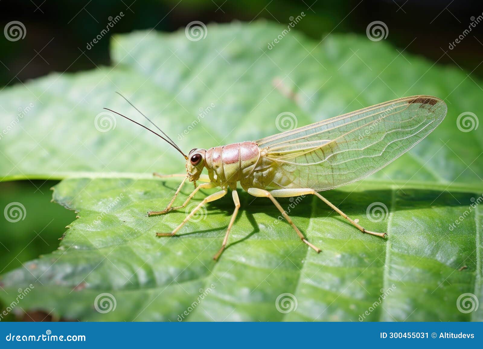 Macro Photograph of a Single Locust on a Leaf Stock Image - Image of ...