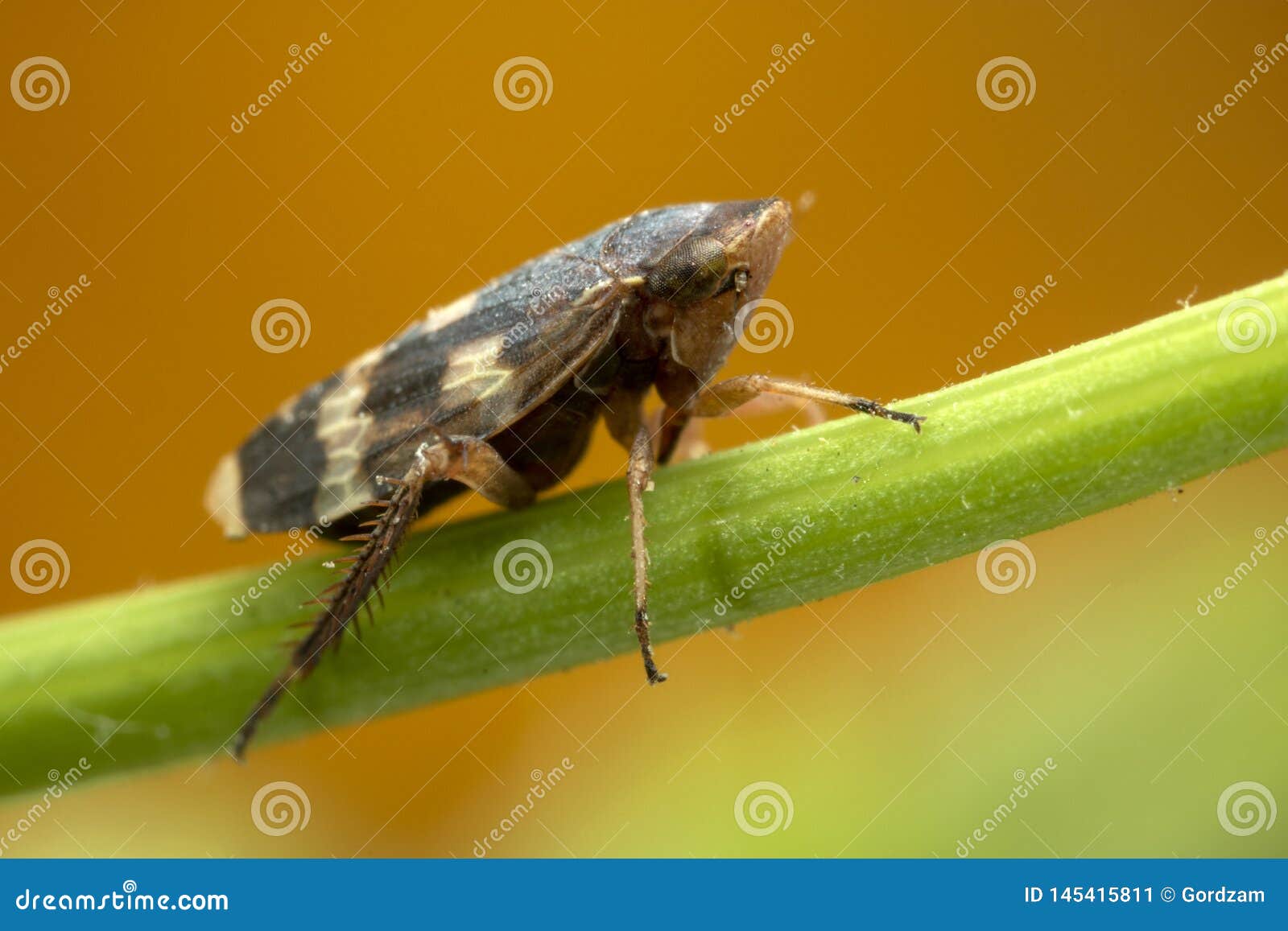 Macro Photograph of Tiny Leafhopper Stock Image - Image of leaf, brown ...