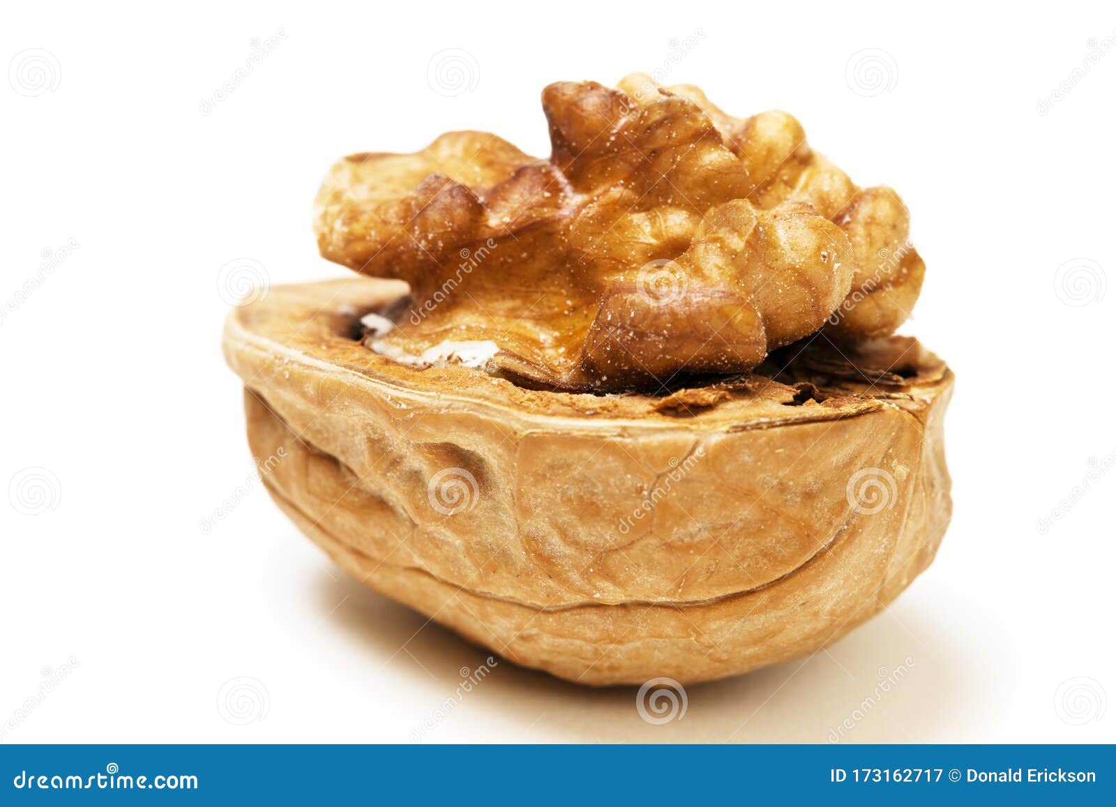 Walnut Isolated on White stock image. Image of background - 173162717