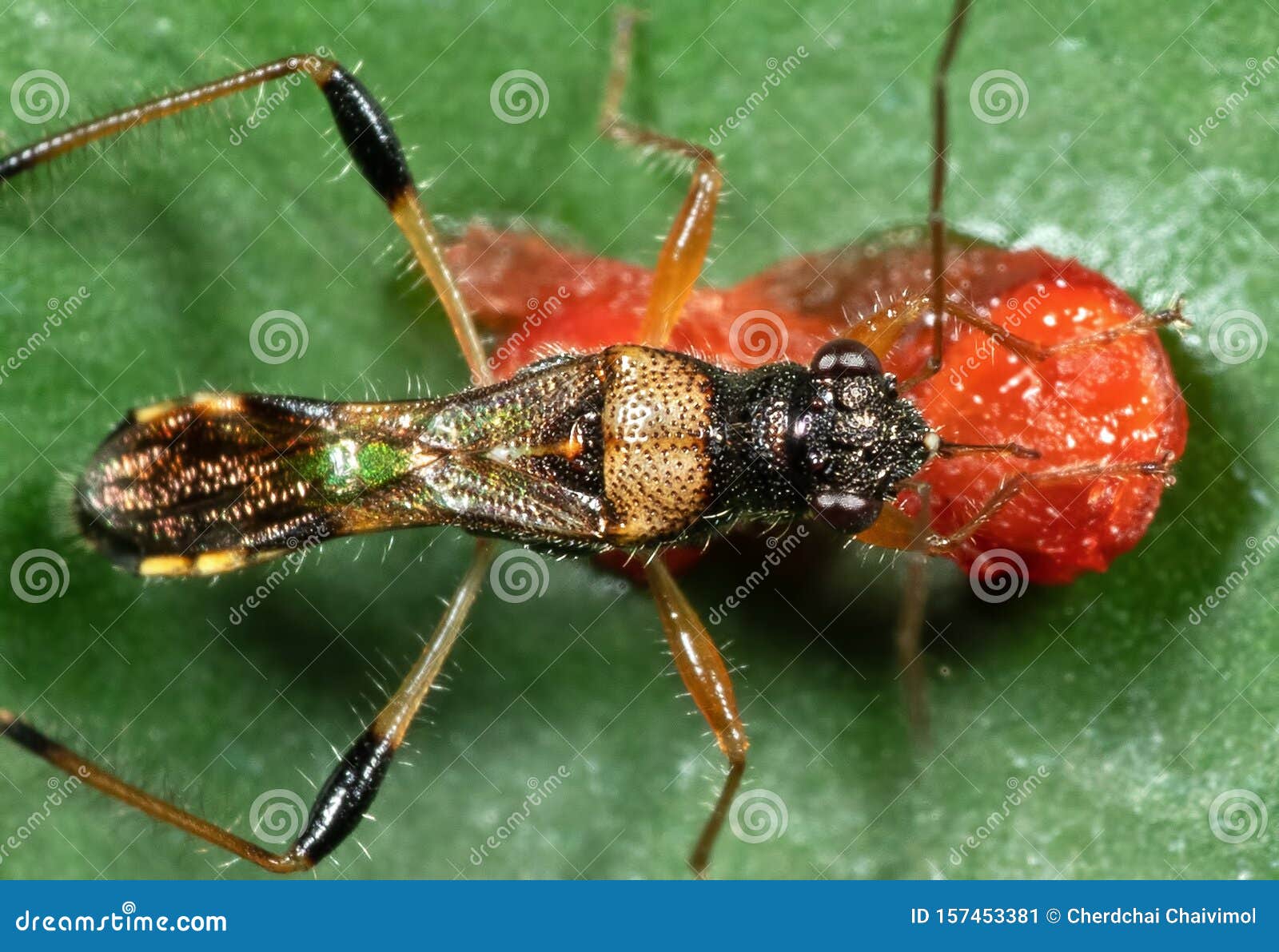 Macro Photo of Assassin Bug is Eating Fruit on the Leaf Stock Image ...