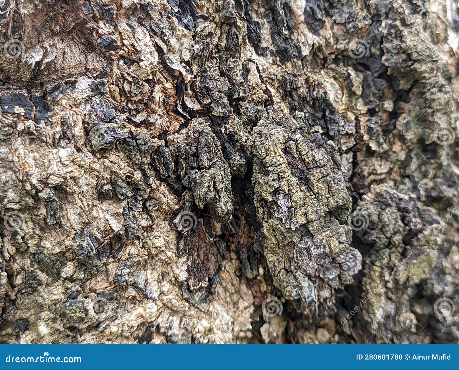 Macro Photography of the Beauty of the Surface of Tree Bark that ...