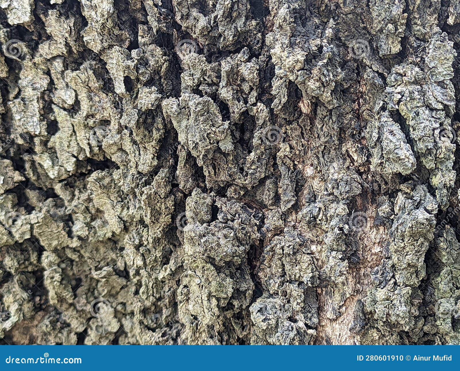 Macro Photography of the Beauty of the Surface of Tree Bark that ...