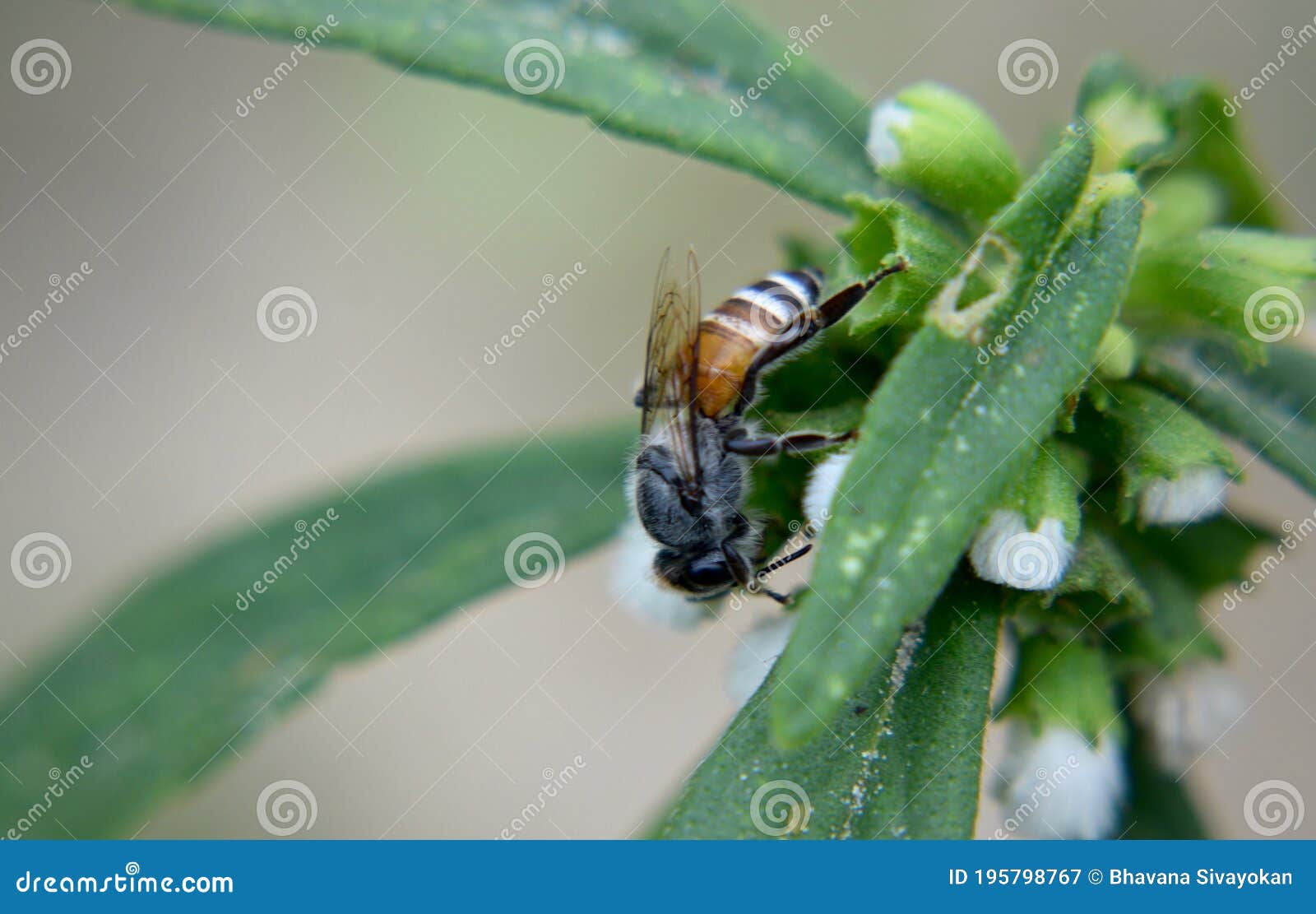 Macro Photography- Bee on a Flower Stock Image - Image of feeding ...