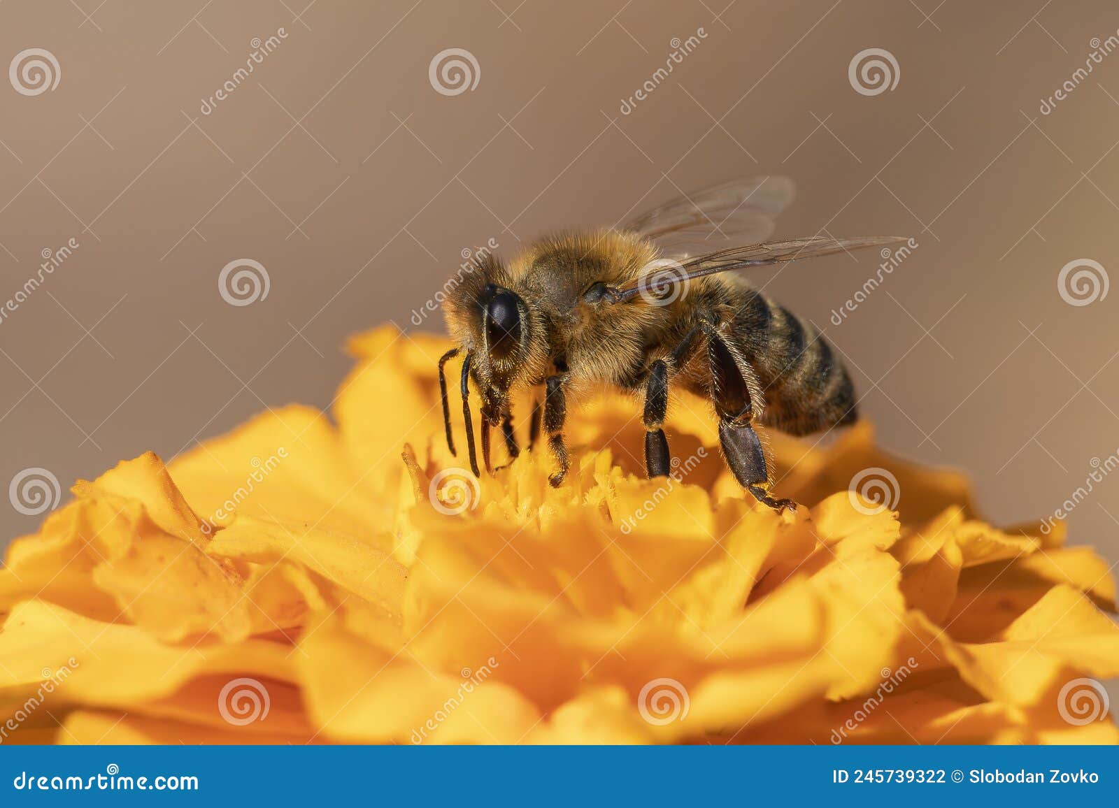 Macro Photography of the Bee on the Yellow Flower Stock Photo - Image ...