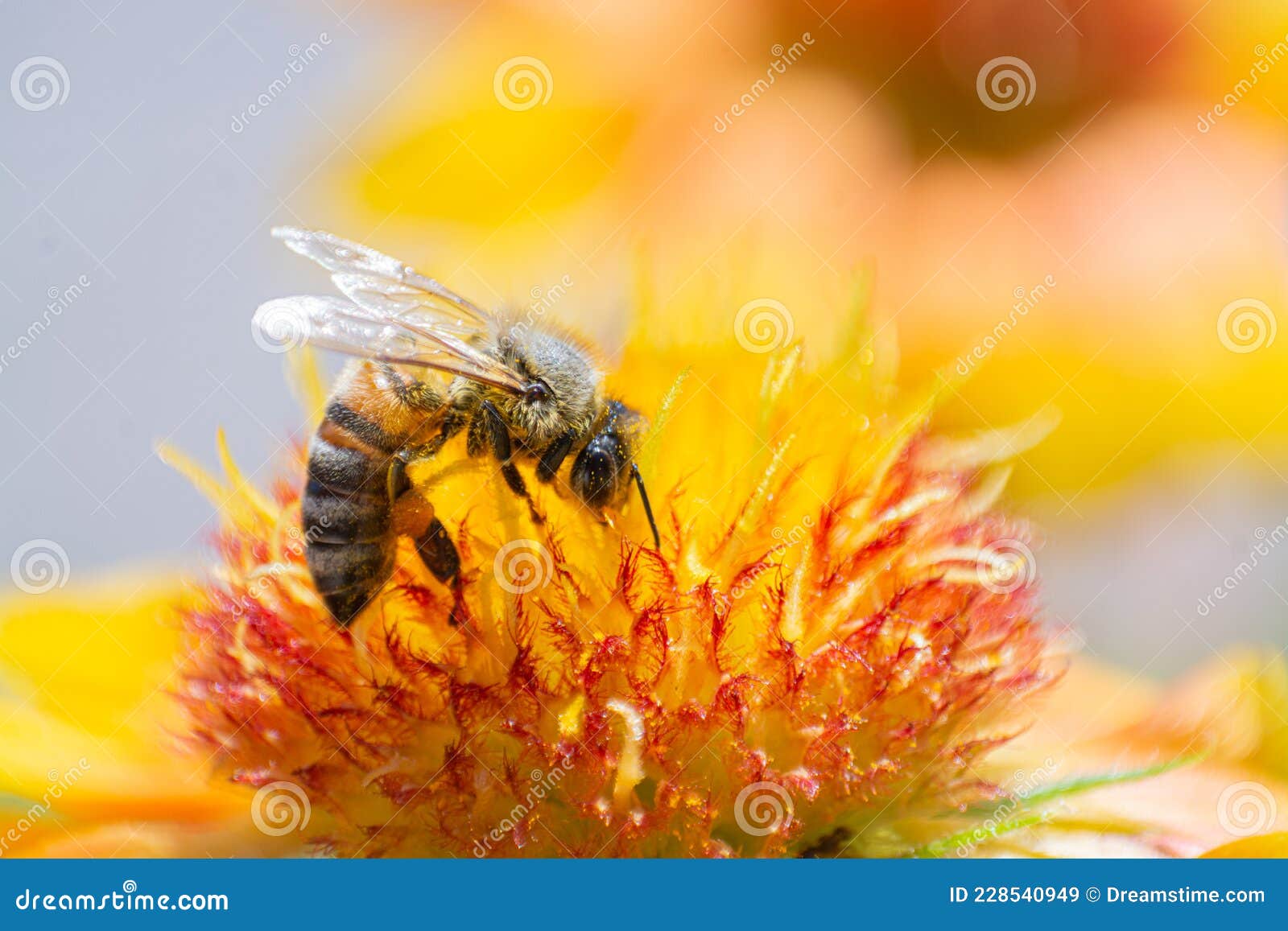 Macro Of Bees. Dance Of The Honey Bee. Bees In A Bee Hive On Honeycombs ...