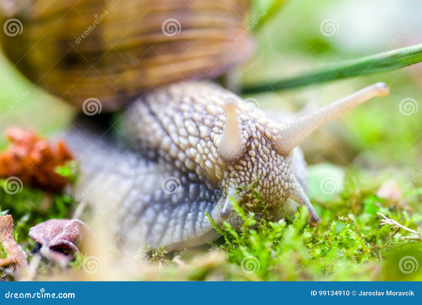 Land snail on the ground stock photo. Image of closeup - 99134910