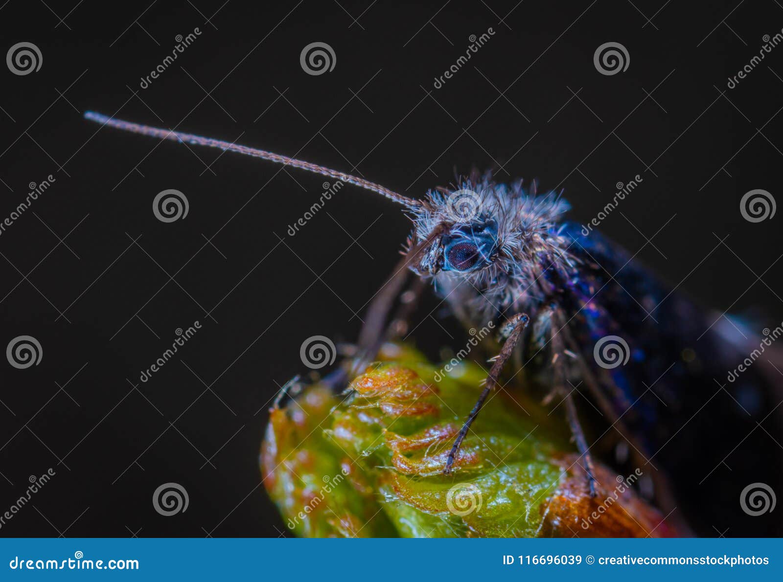 Macro Photography Of Blue Insect Picture. Image: 116696039