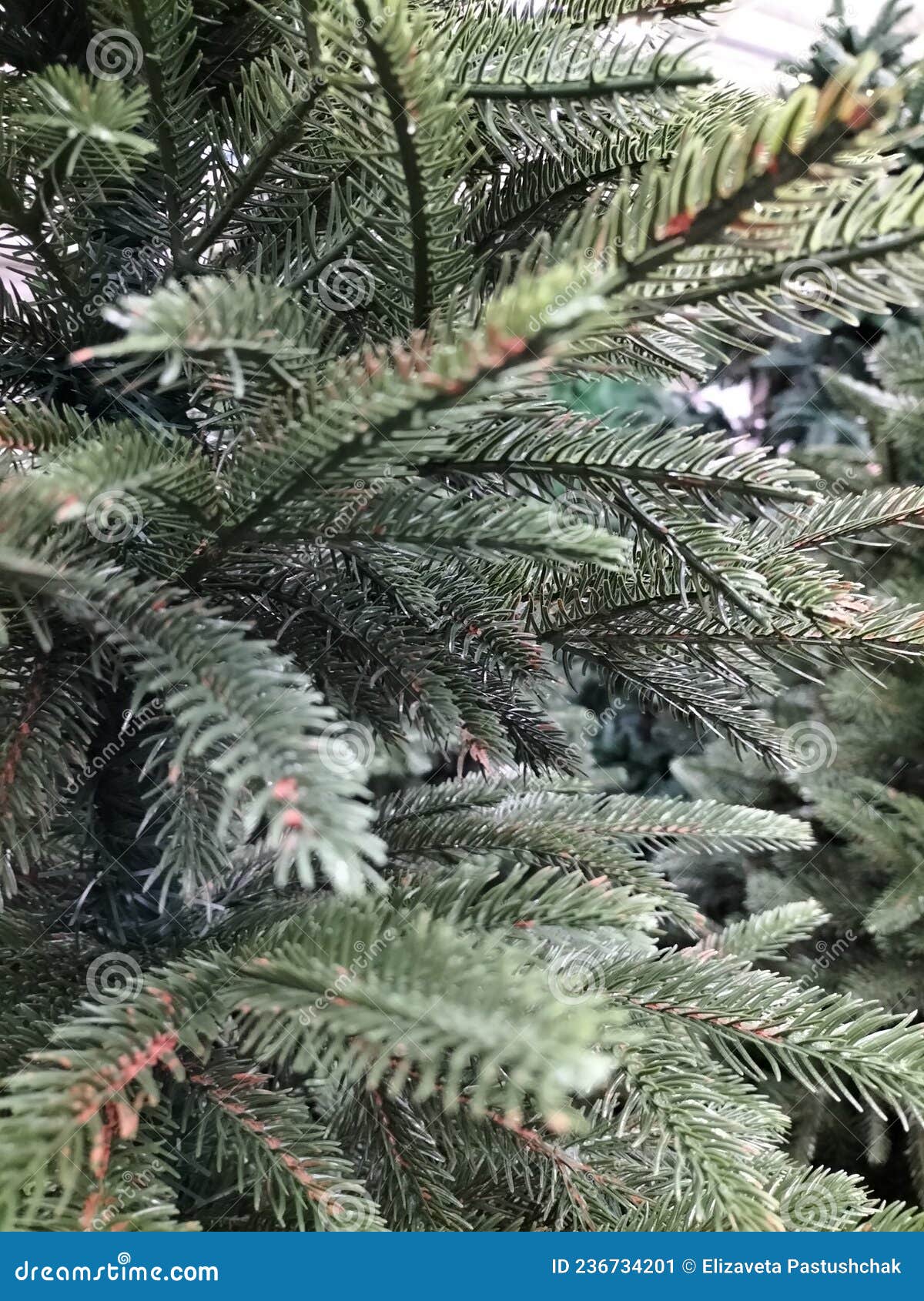 Christmas Tree Branches Close Up Macro Photography Stock Image - Image ...