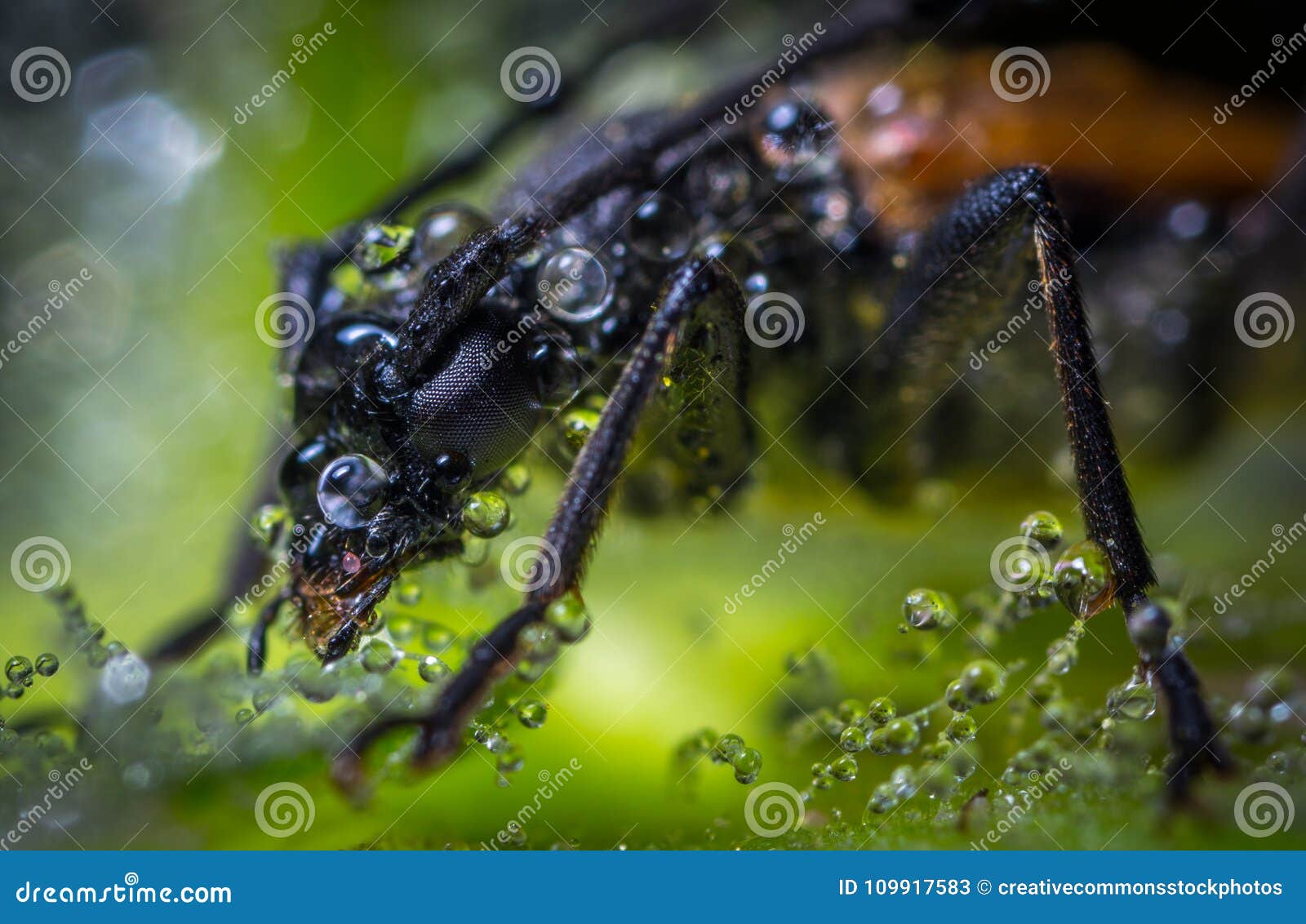 Macro Photography Of Brown Beetle With Dew Drops Picture. Image: 109917583
