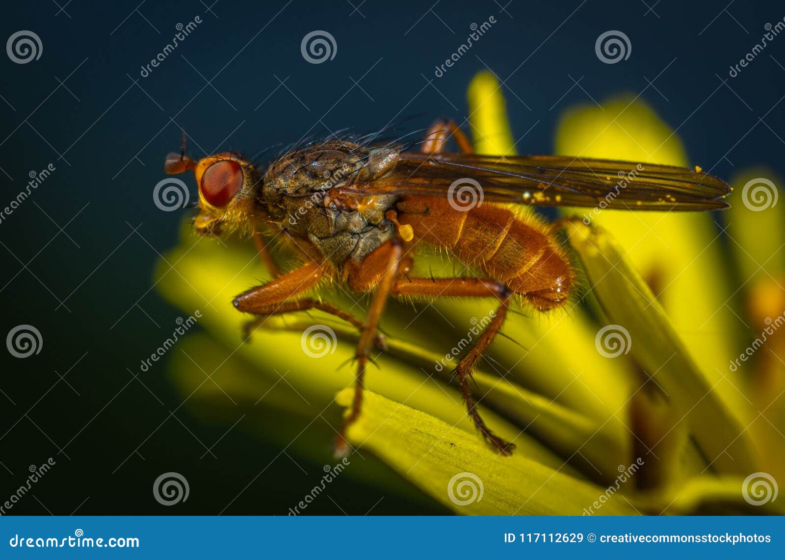 Macro Photography Of Brown Fly Picture. Image: 117112629