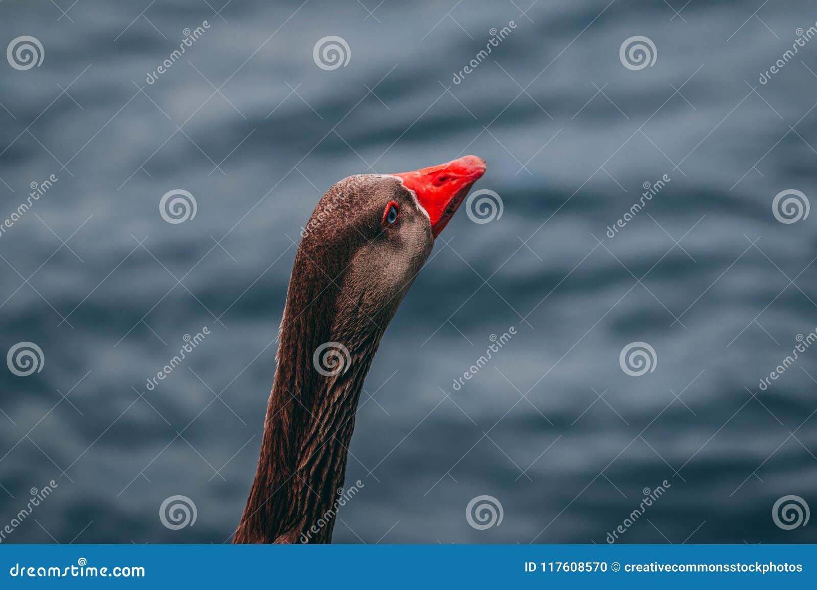 Macro Photography Of Brown And Red Goose Picture. Image: 117608570
