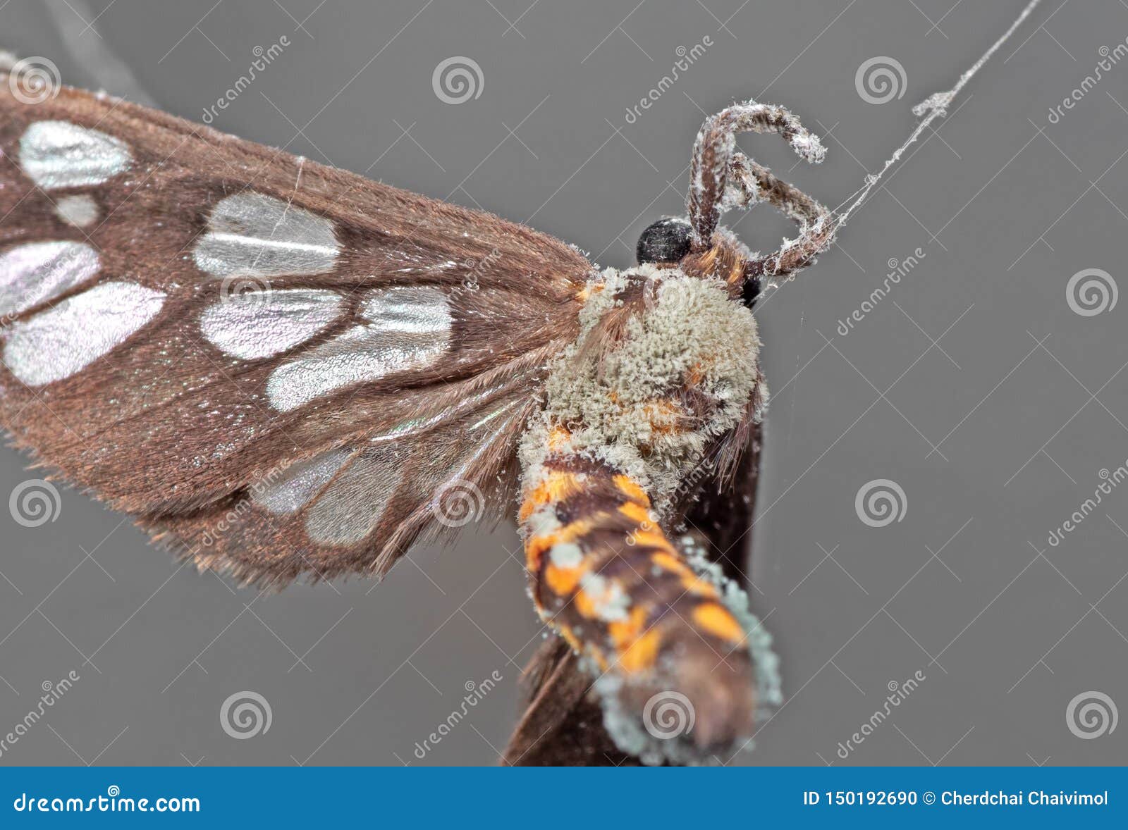 Macro Photo of Carcass of Moth Stuck on the Spider Web Stock Photo ...