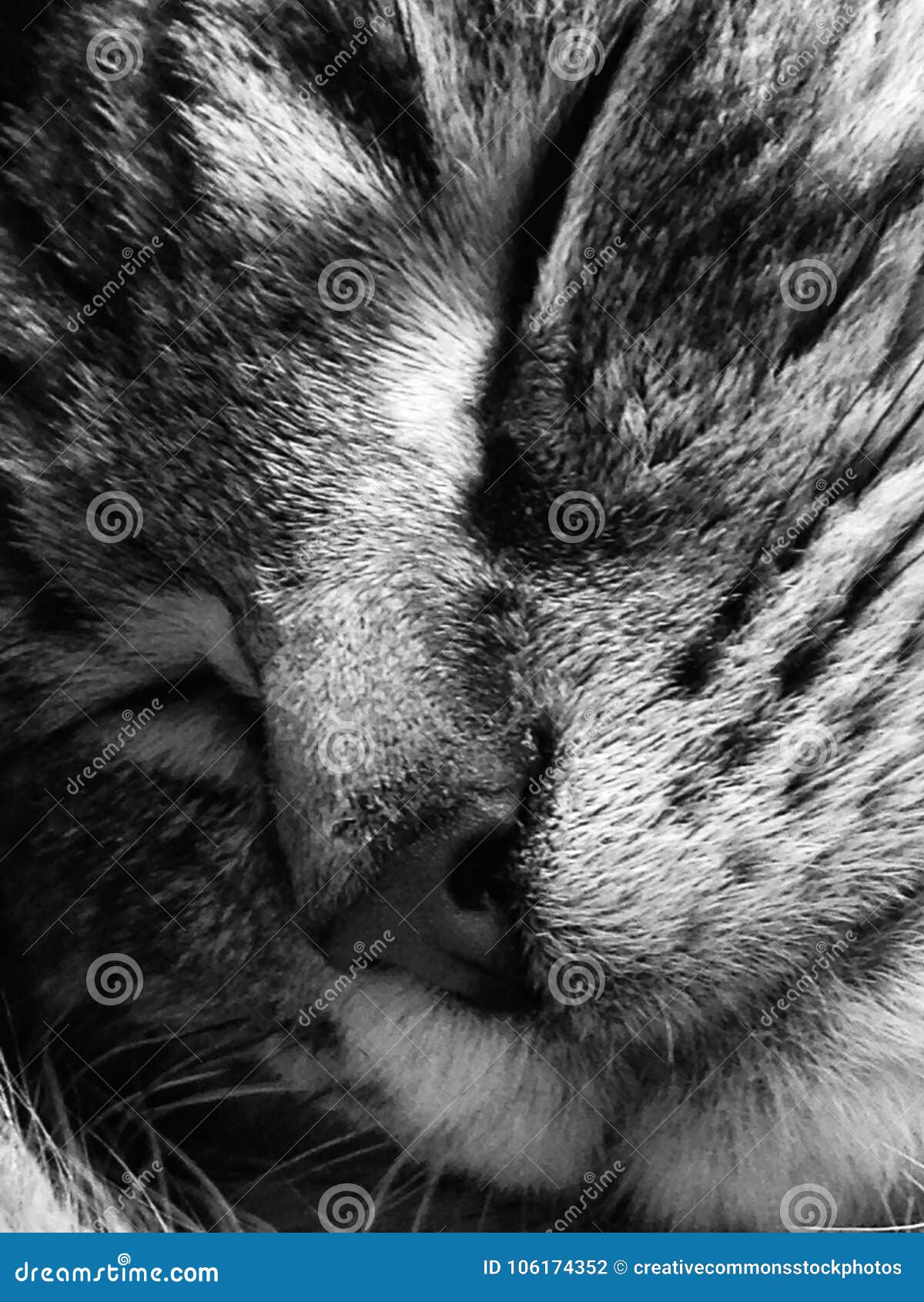 Macro Photography Of A Cat Picture. Image: 106174352