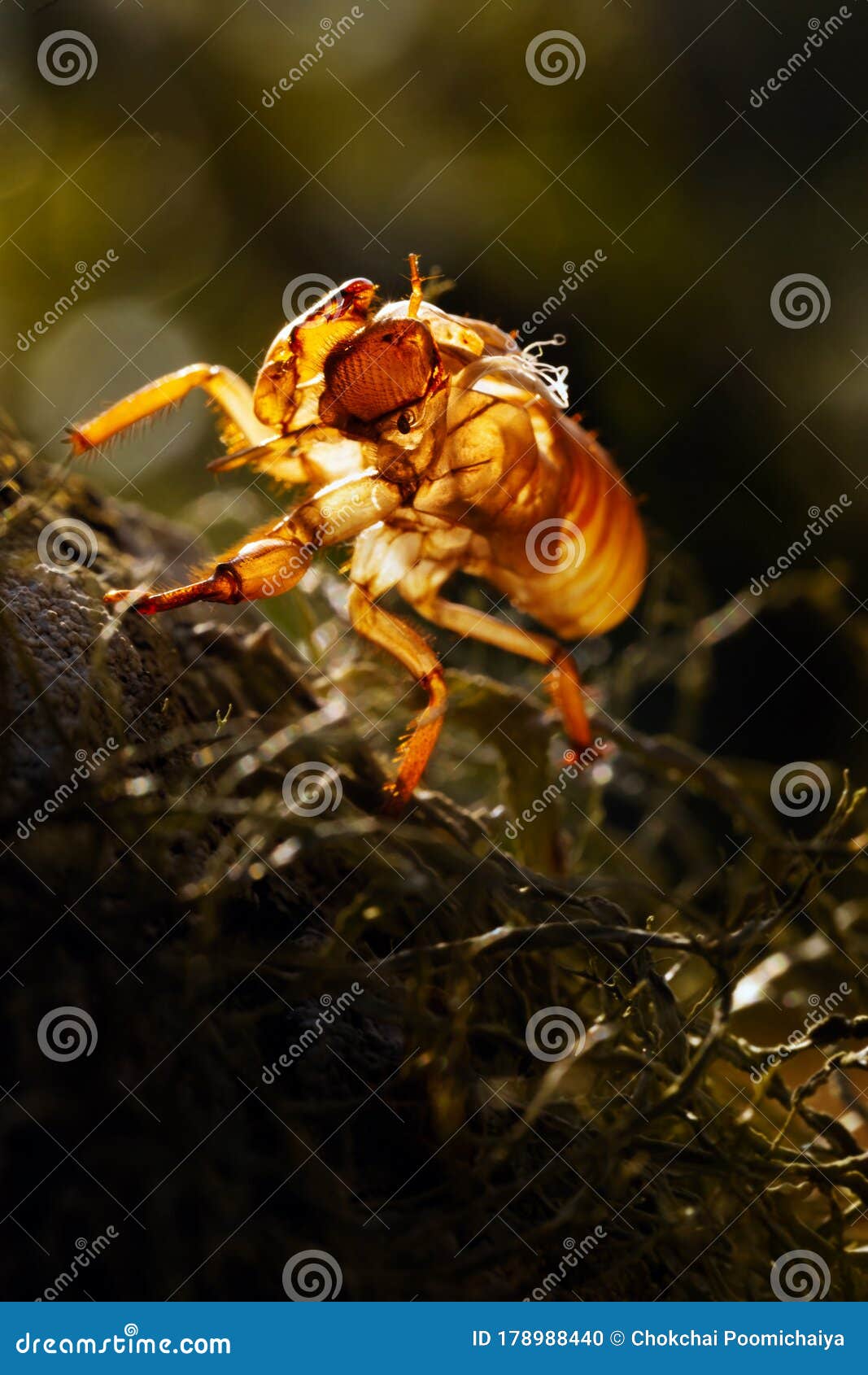 Macro Photography of Cicada Molting. Stock Photo - Image of dead, asia ...