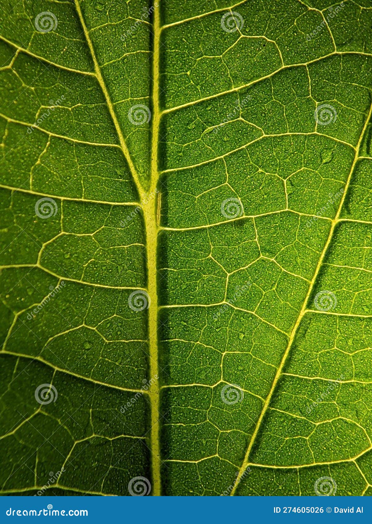 Macro Photography, Close Up of Leaf Texture Stock Photo - Image of ...